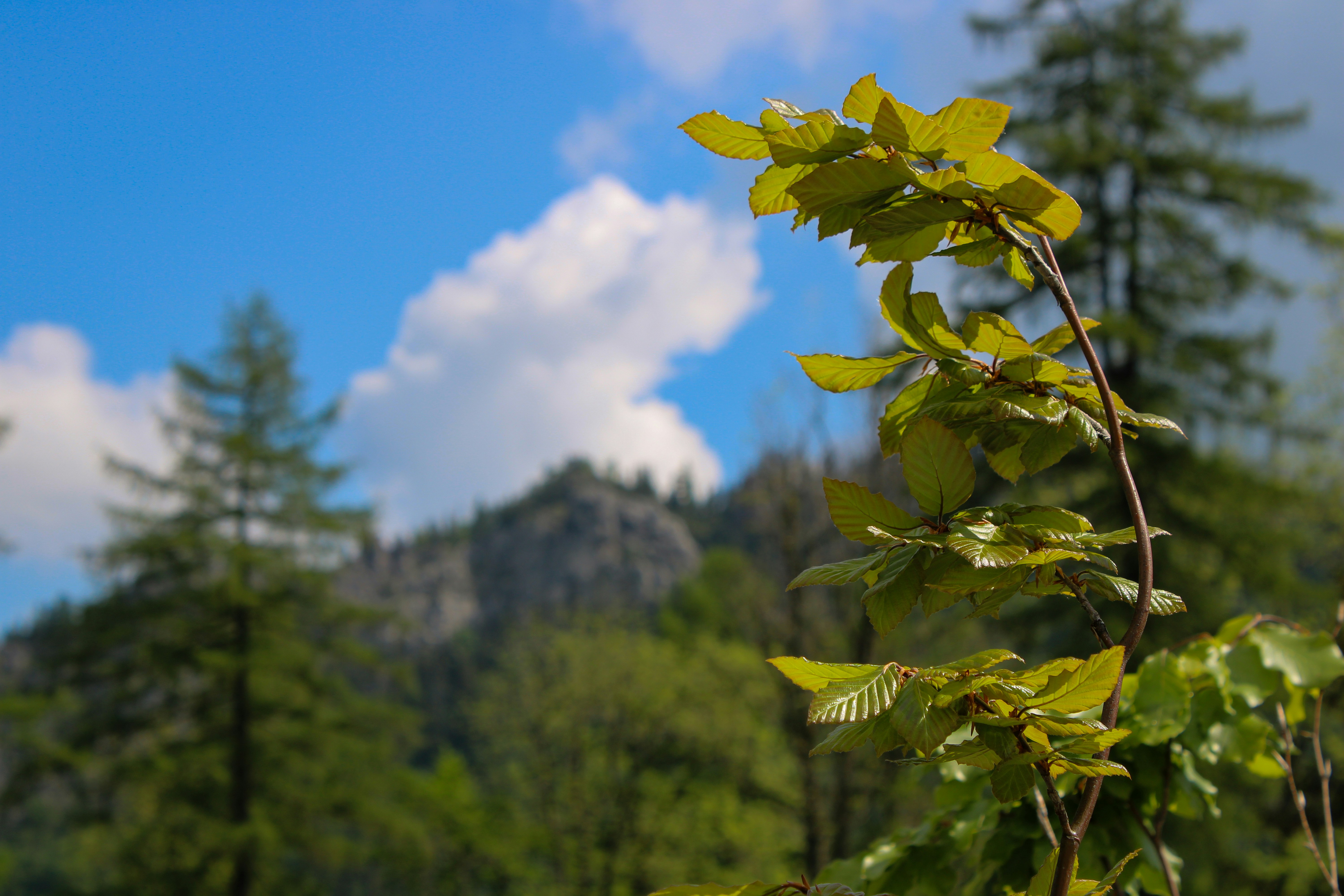 Sunlit bittersweet: a close-up of leaves in focus against a pine-filled alpine backdrop