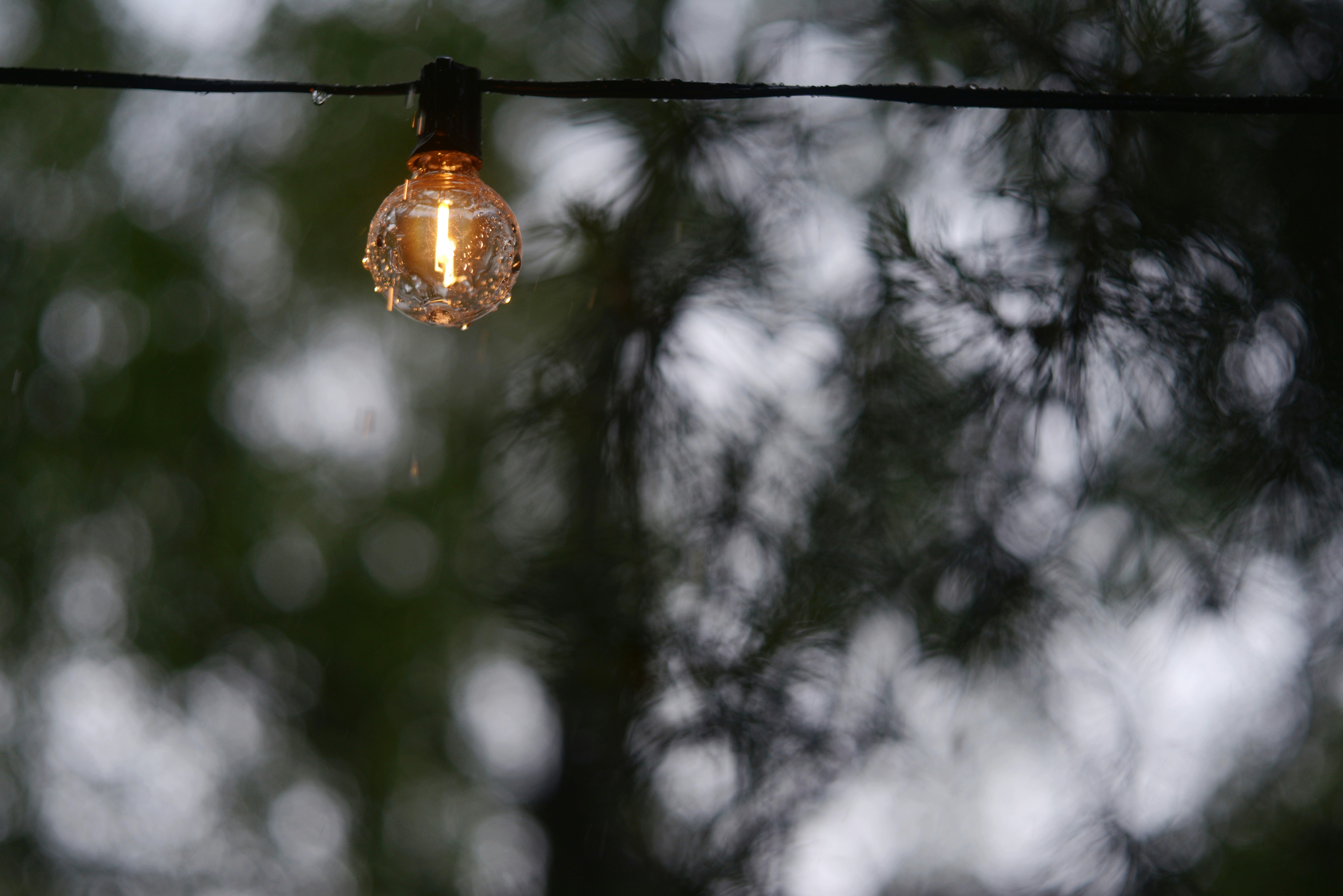 Warm Edison in a Quiet Grove