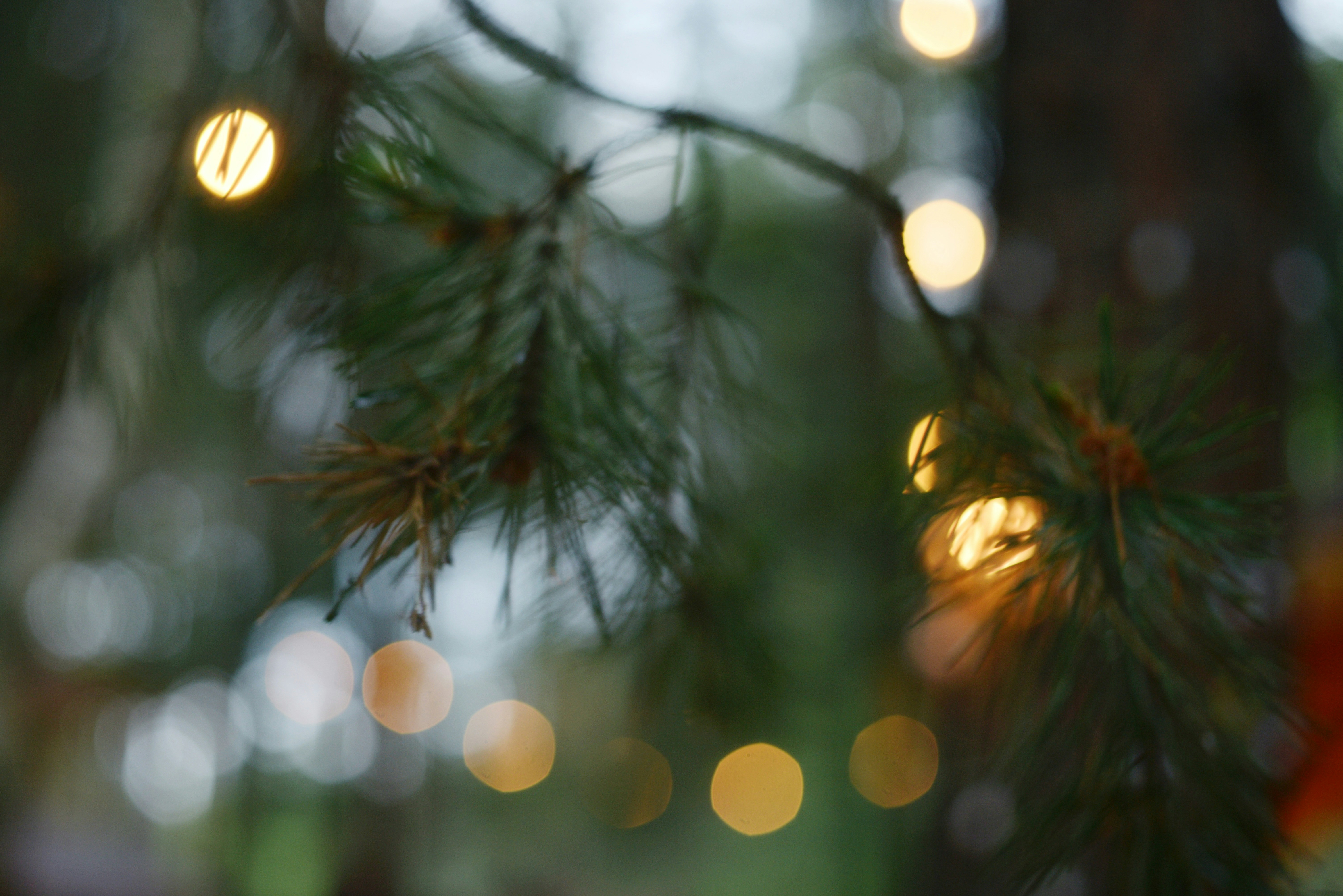 Tiny Orbs in a Pine Night: Soft Light Between Needles