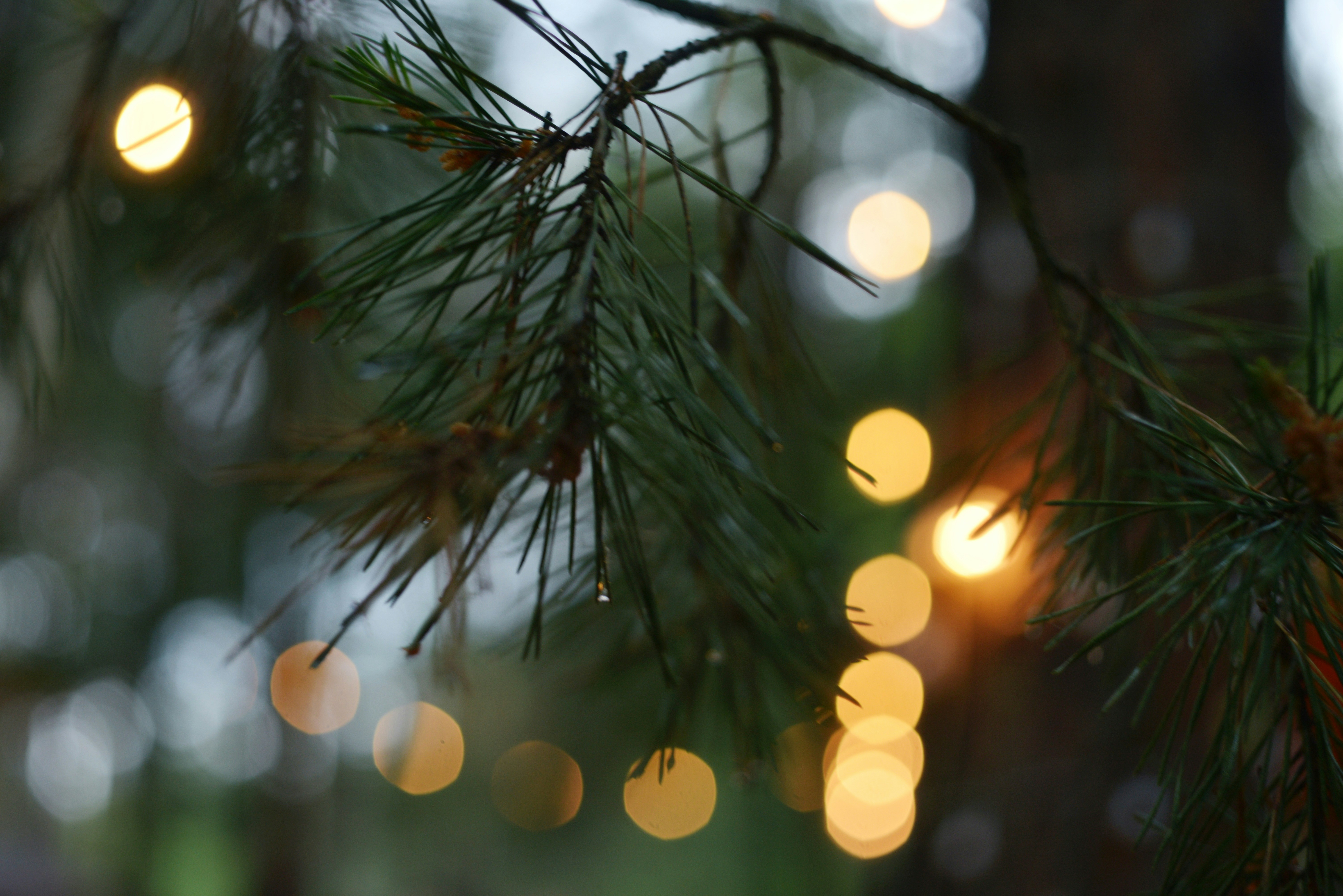 Warm Bokeh Lights Through Pine Needles