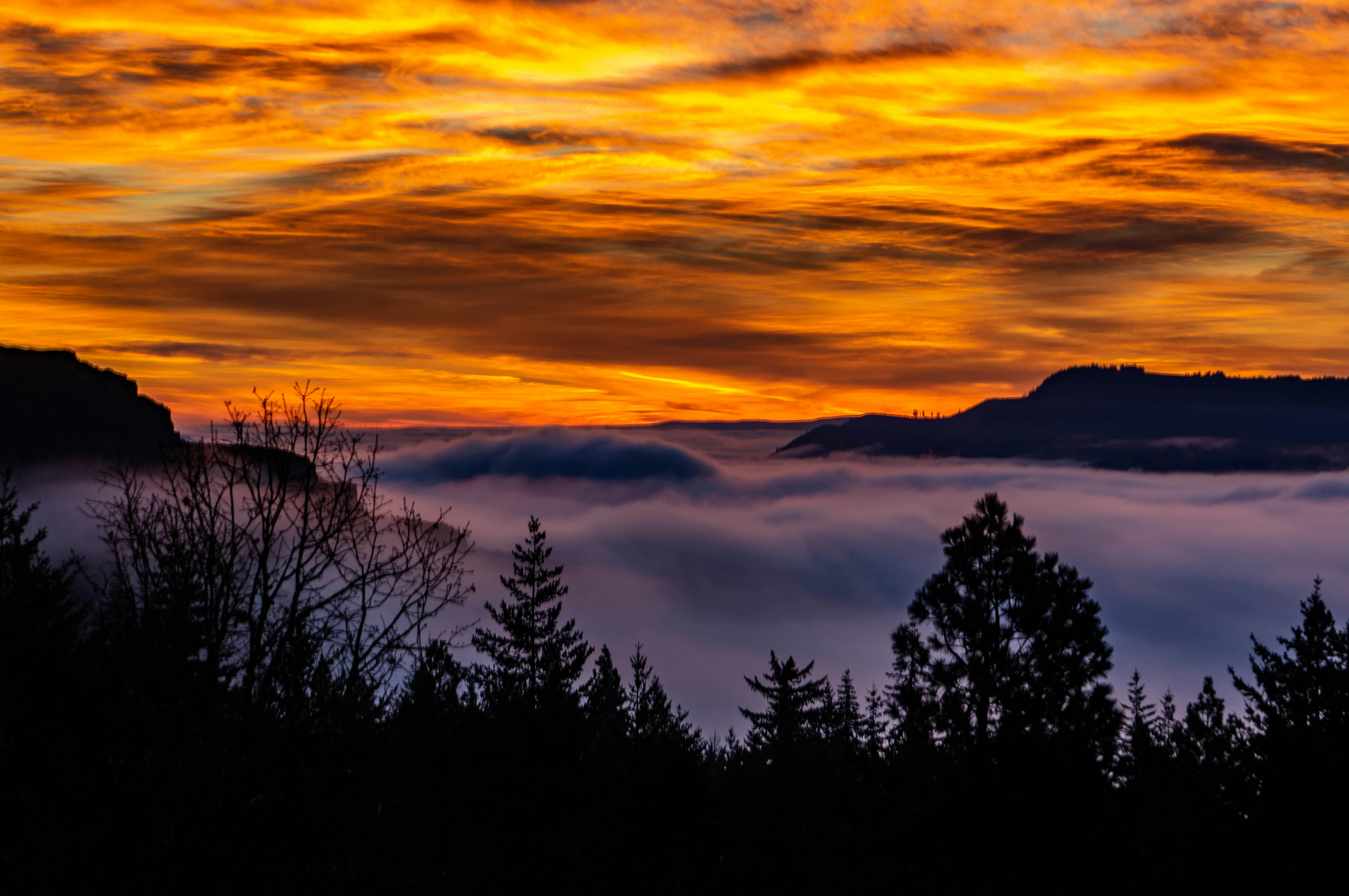Fire in the Sky Over a Silhouette of Pines