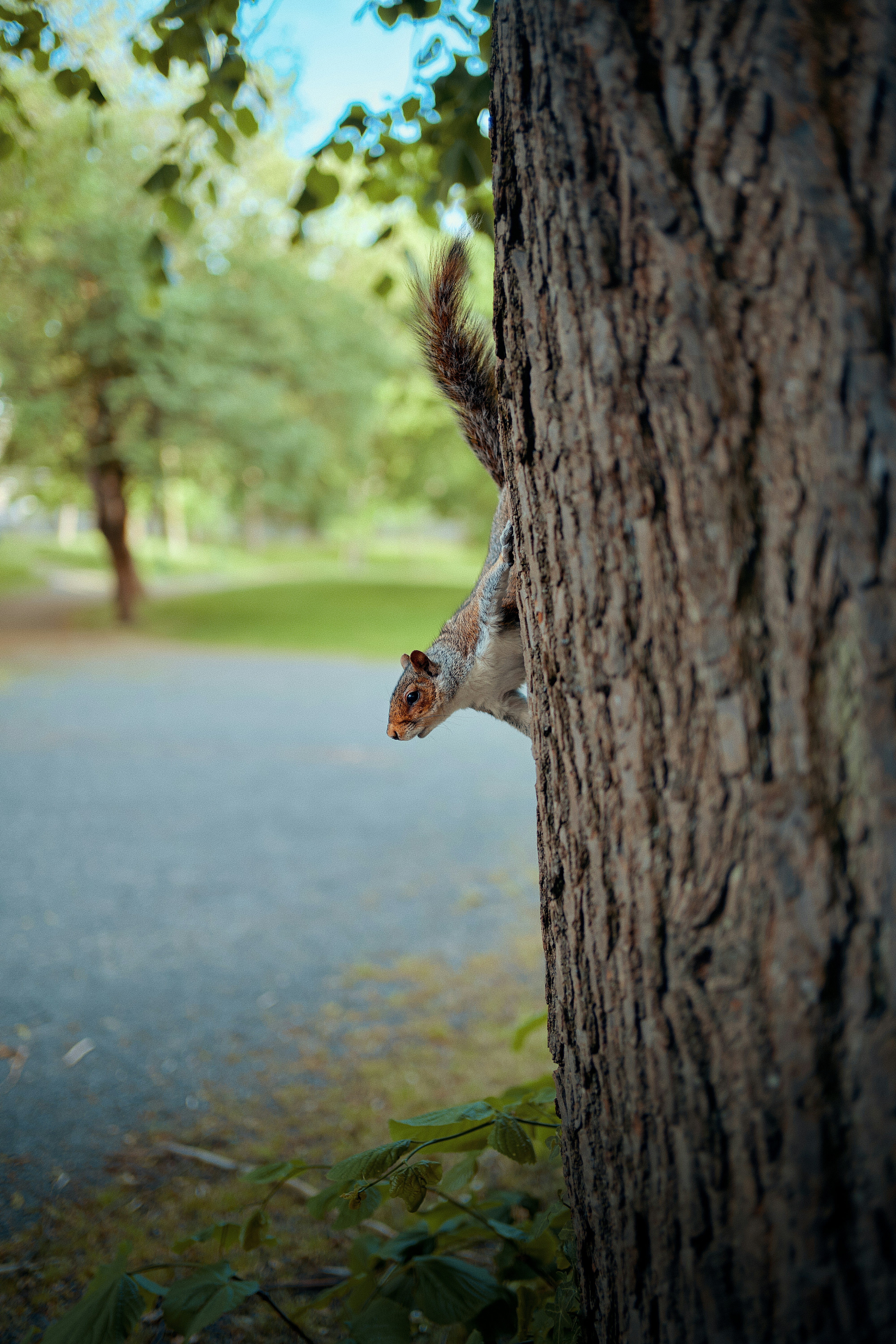 Squirrel Peeking from the Bark—A Quiet Park Moment