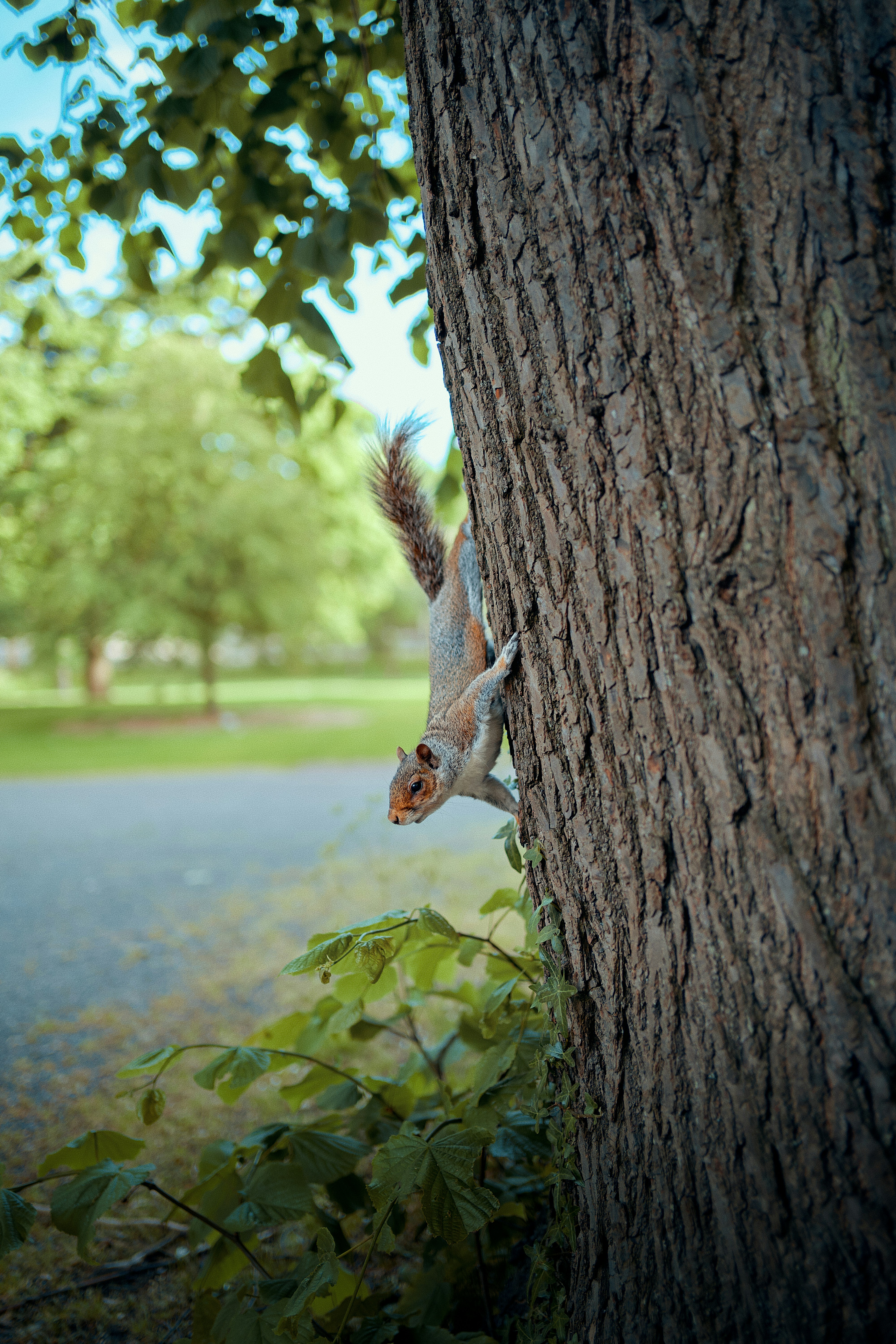 A Squirrel Peers from Behind a Tree Trunk
