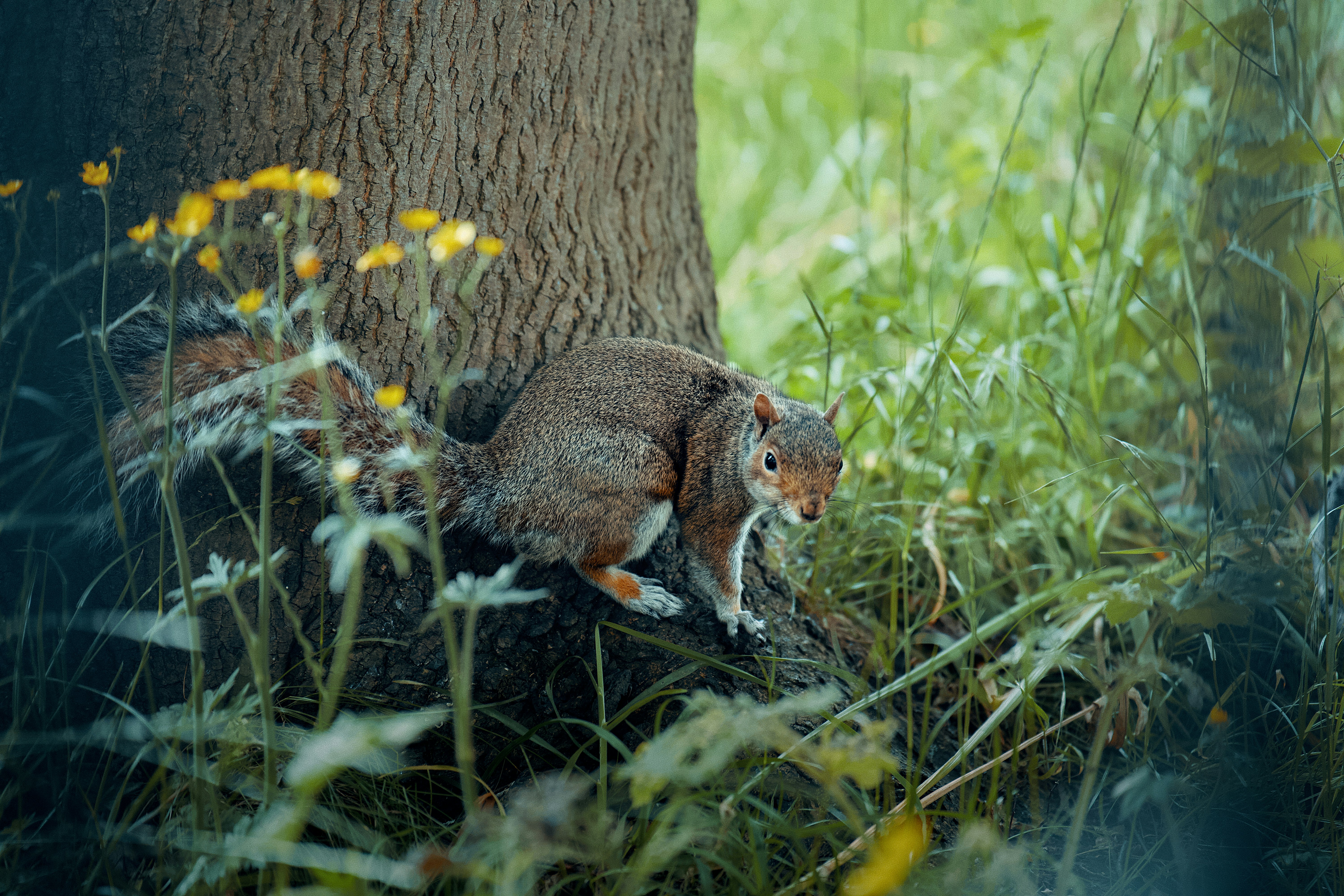 Squirrel Sentinel on the Fern-Crowned Log
