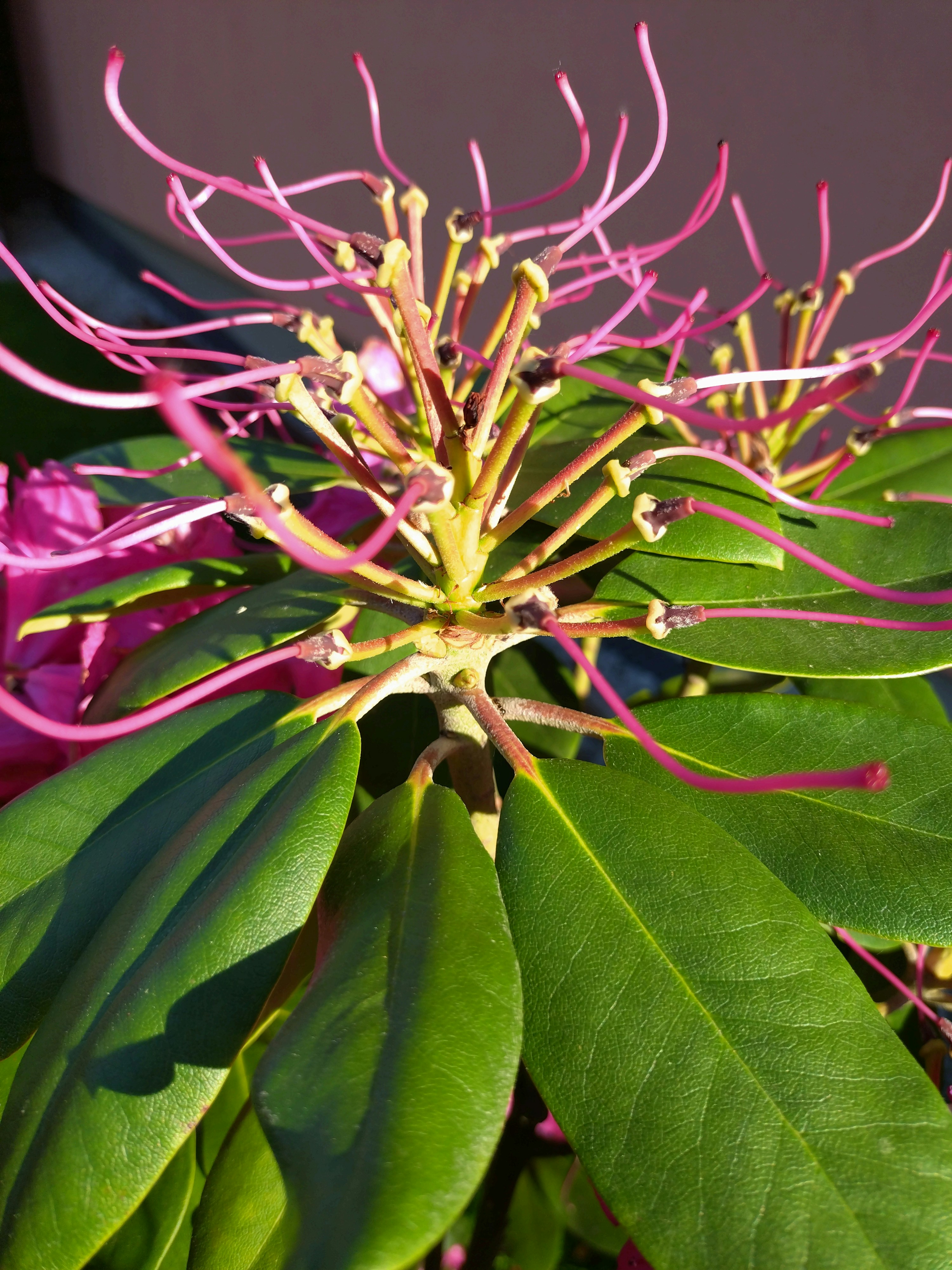Vibrant flowering shrub with pink, threadlike blossoms radiating above glossy green leaves.