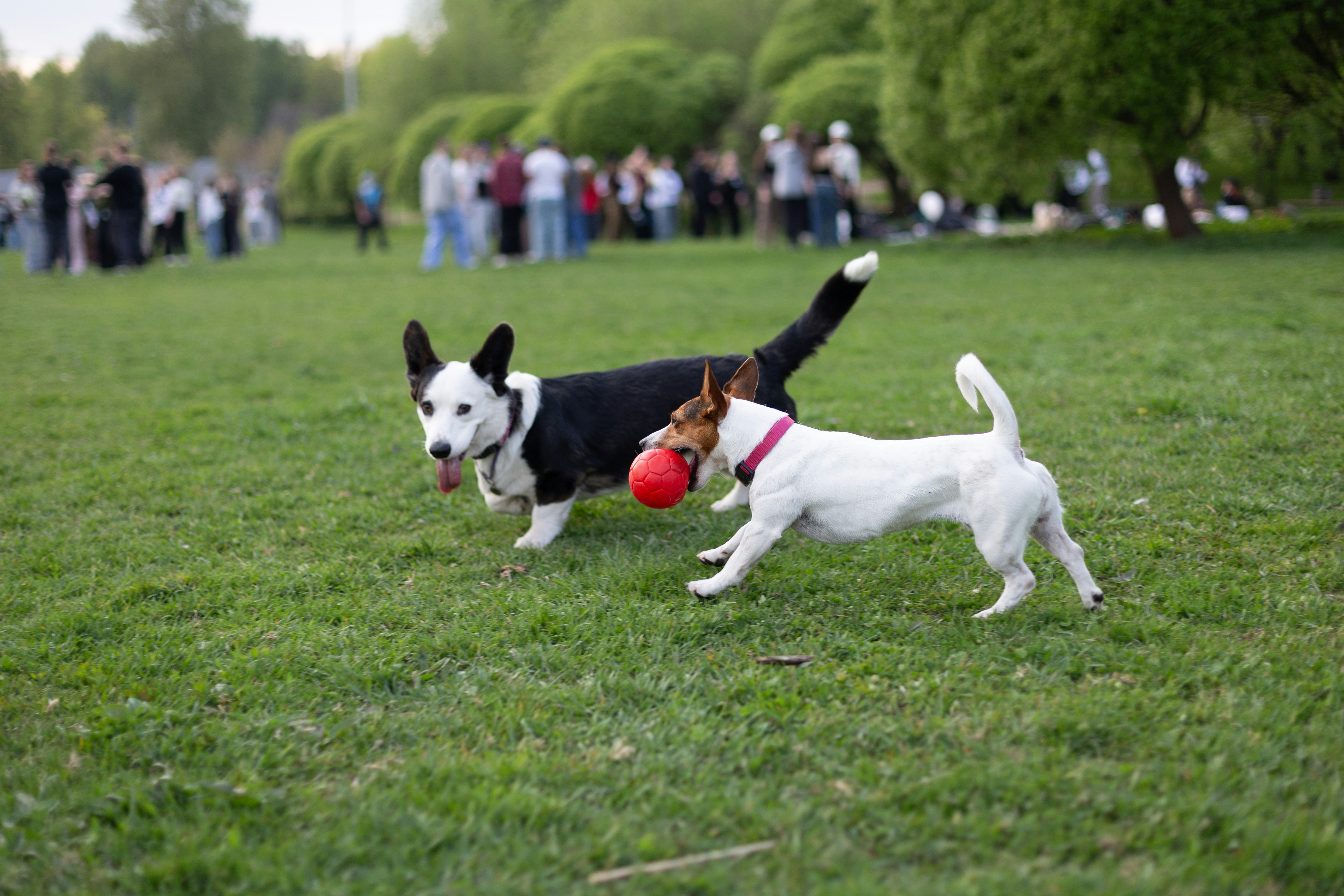 Red-Handled Chase: A Game of Fetch in a Park