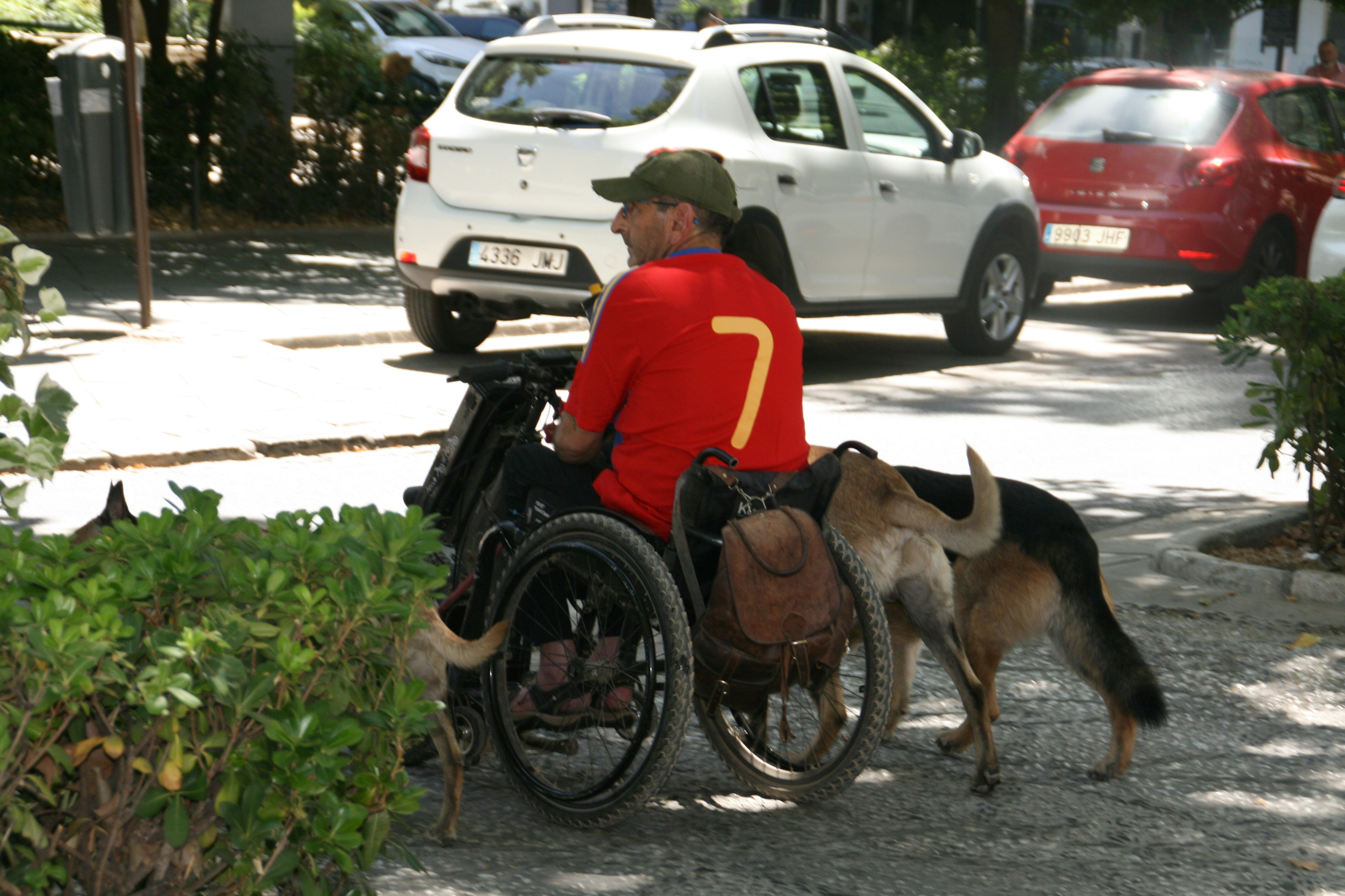 Red Jersey, Wandering Wheels: A Man in a Wheelchair with a Working Hound Party