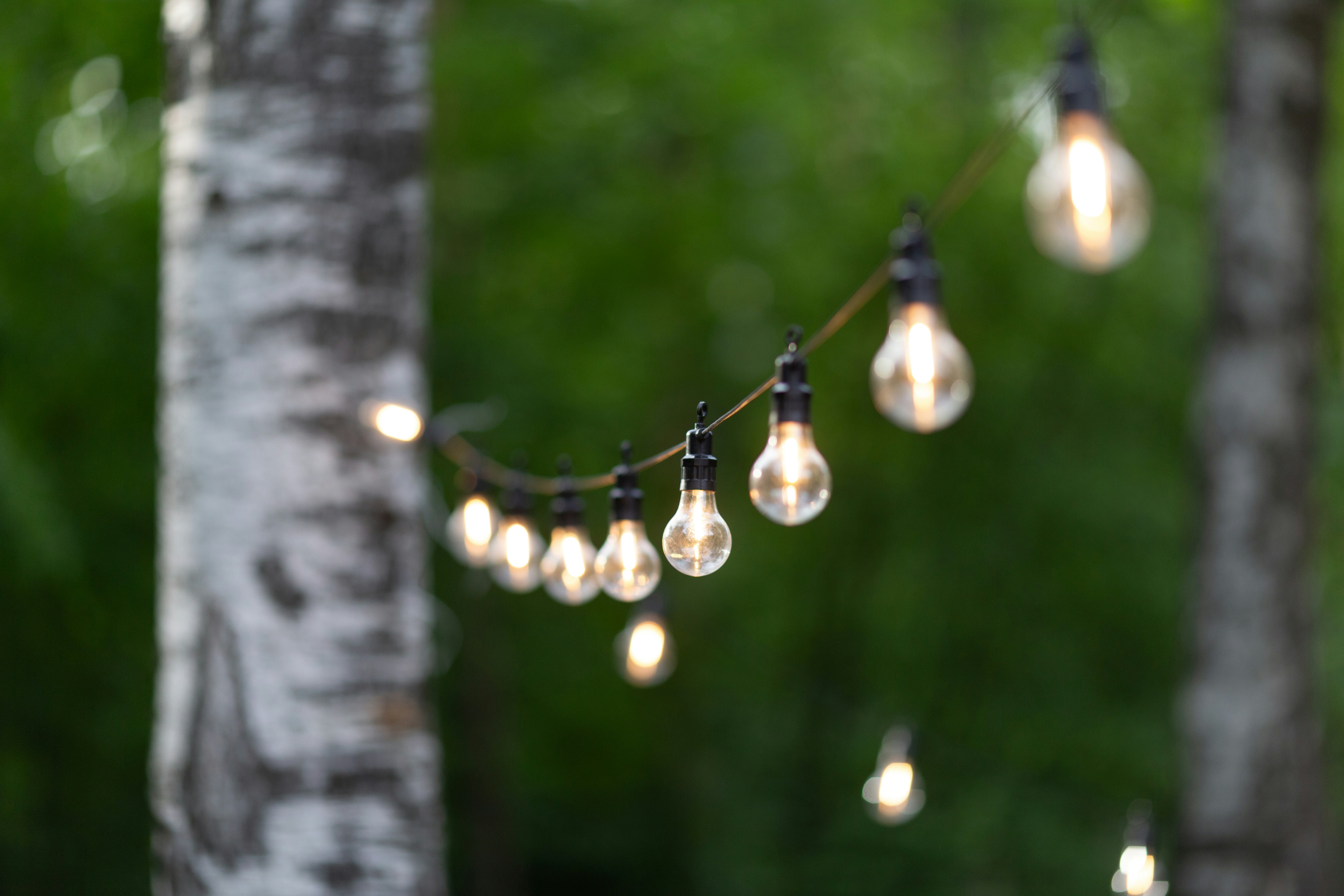 Softly Lit Orbs in a Green Canopy