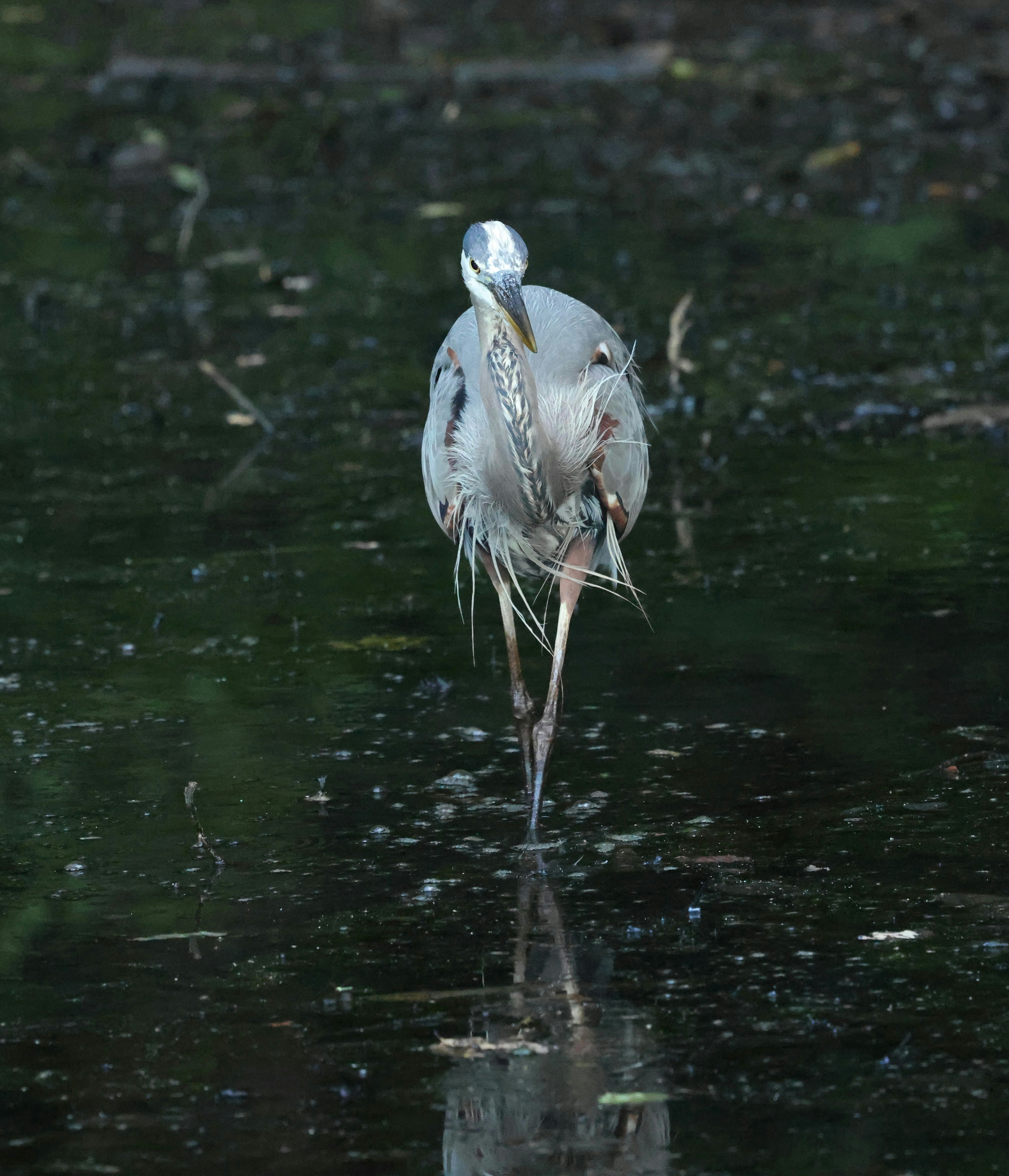 Stilted Focus: A Heron in a Quiet Mirror
