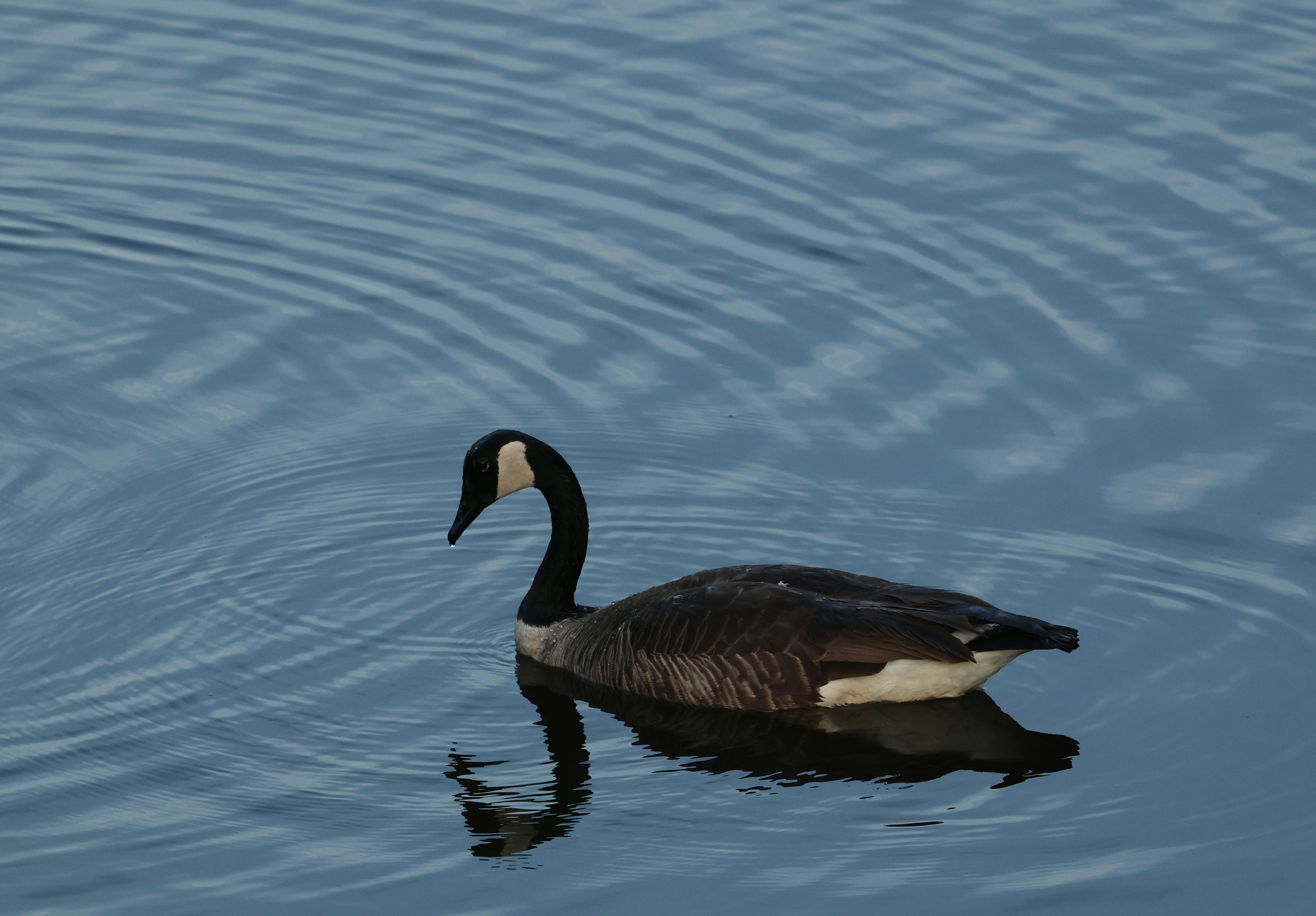 Goose