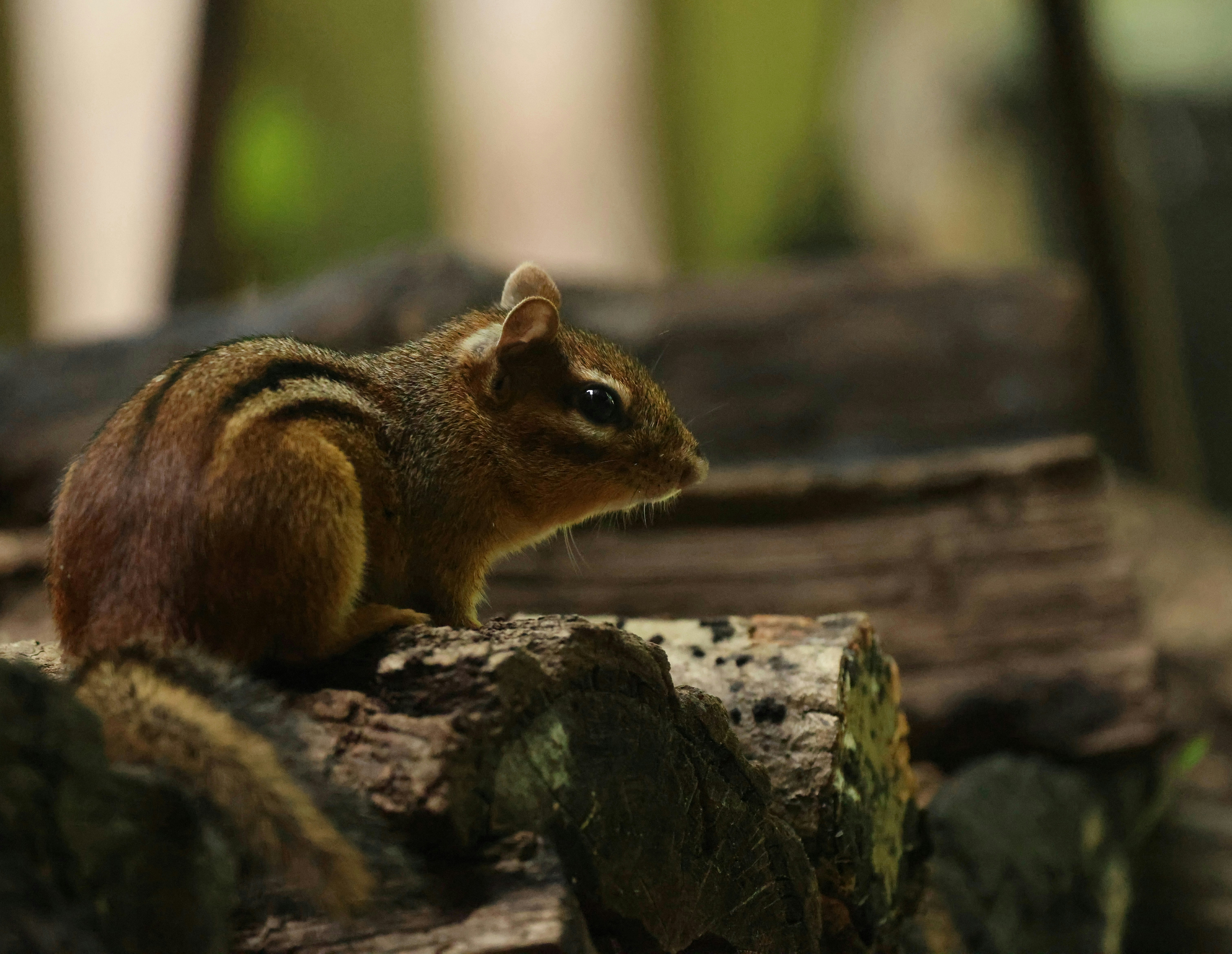 Forest Sentry: A Chipmunk Perched on Weathered Logs