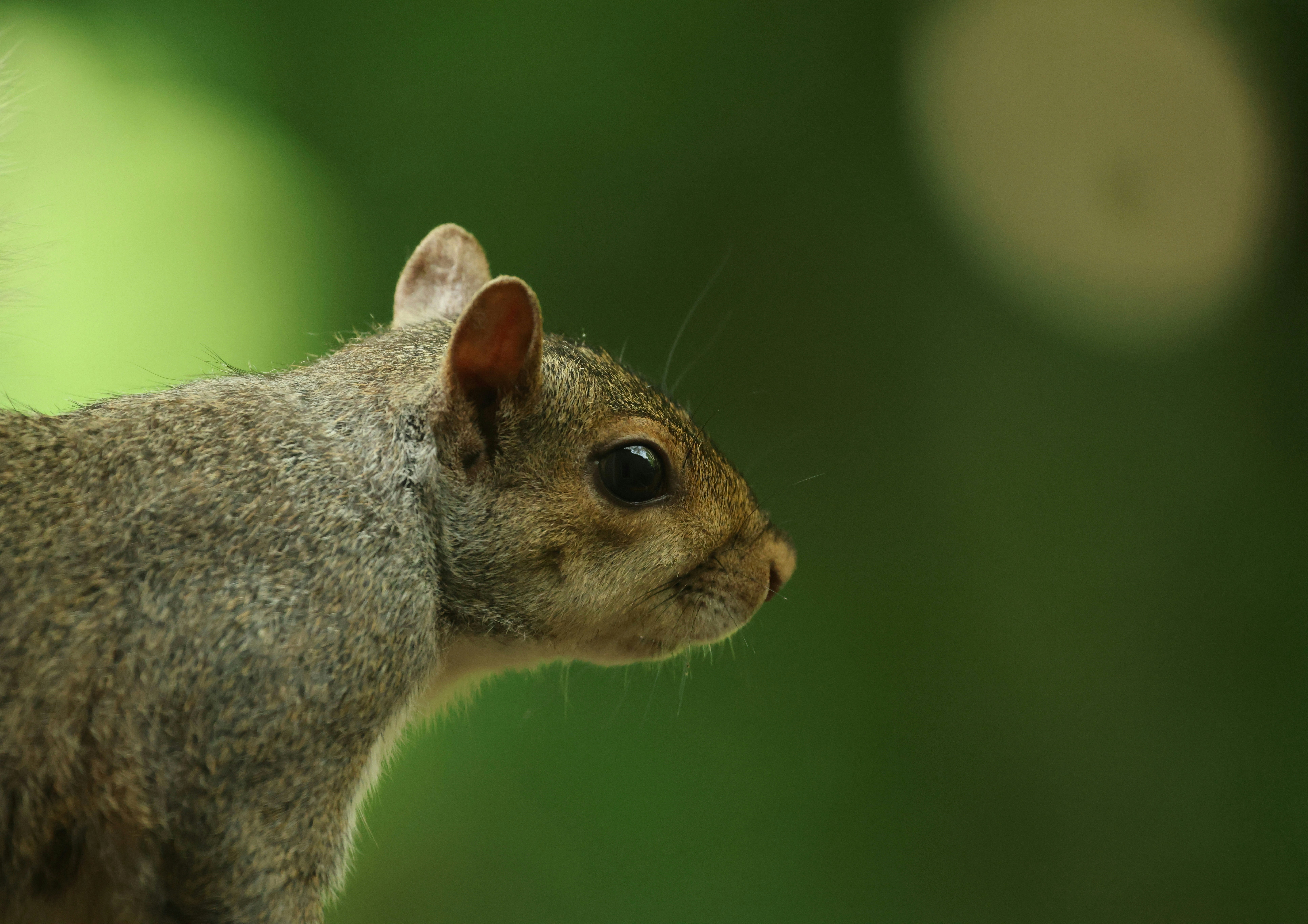 A Quiet Glimpse: Side-Profile of a Squirrel Against a Blurred Green Backdrop