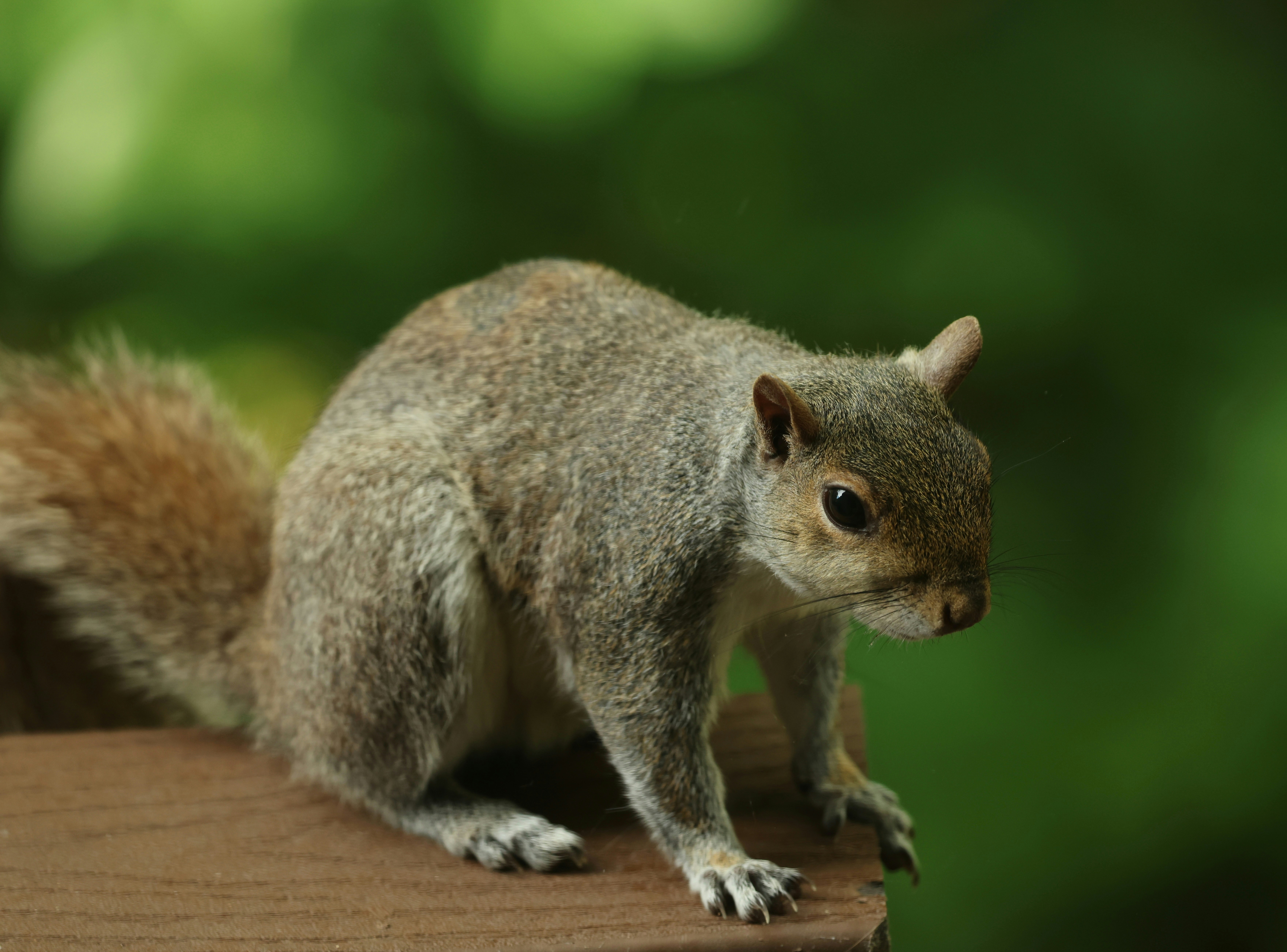 Curious Squirrel On a Wooden Edge