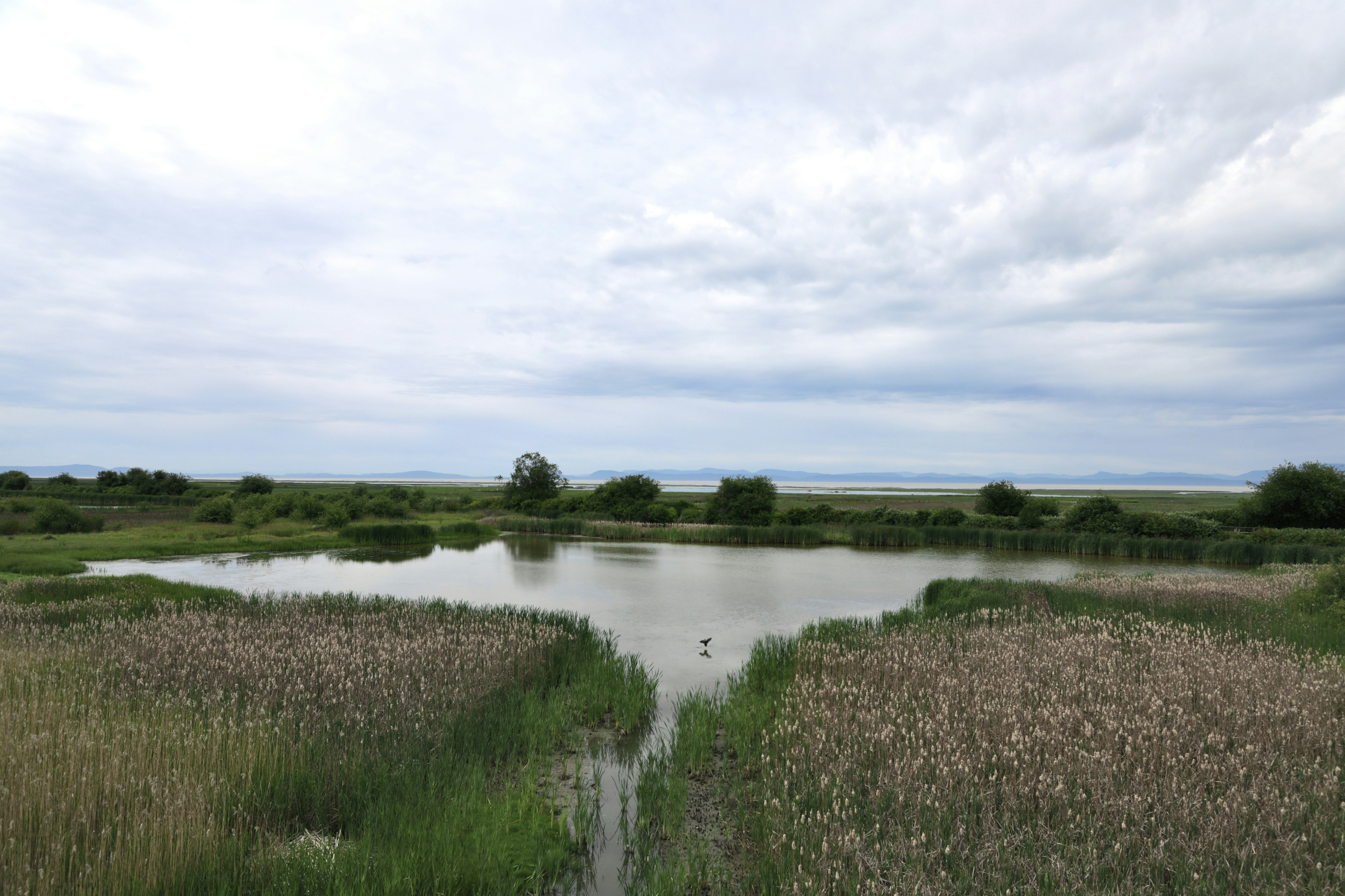 Meandering Wetland Corridor Under a Wide Sky