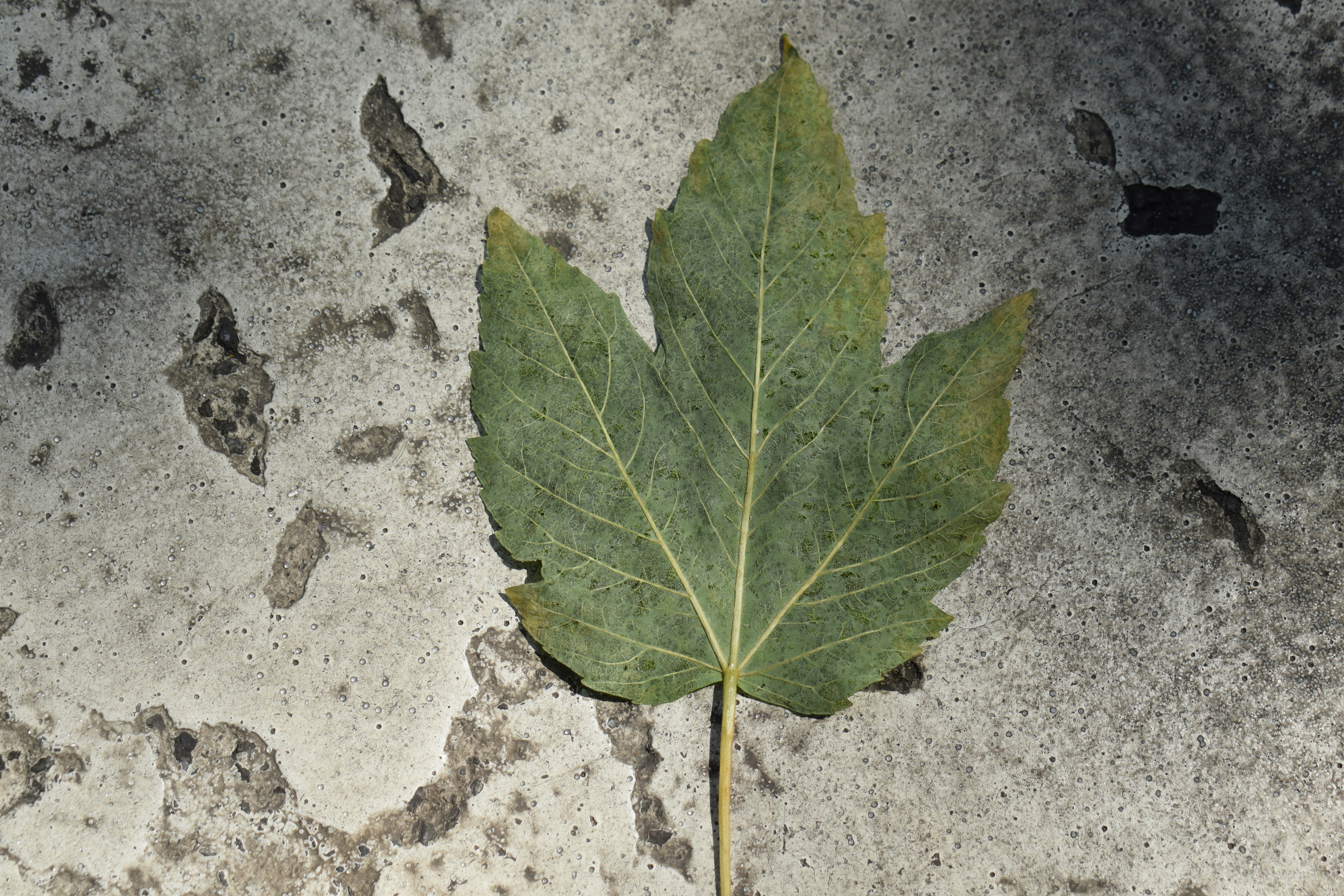 Leaf on Concrete: A Quiet Moment of Texture and Green