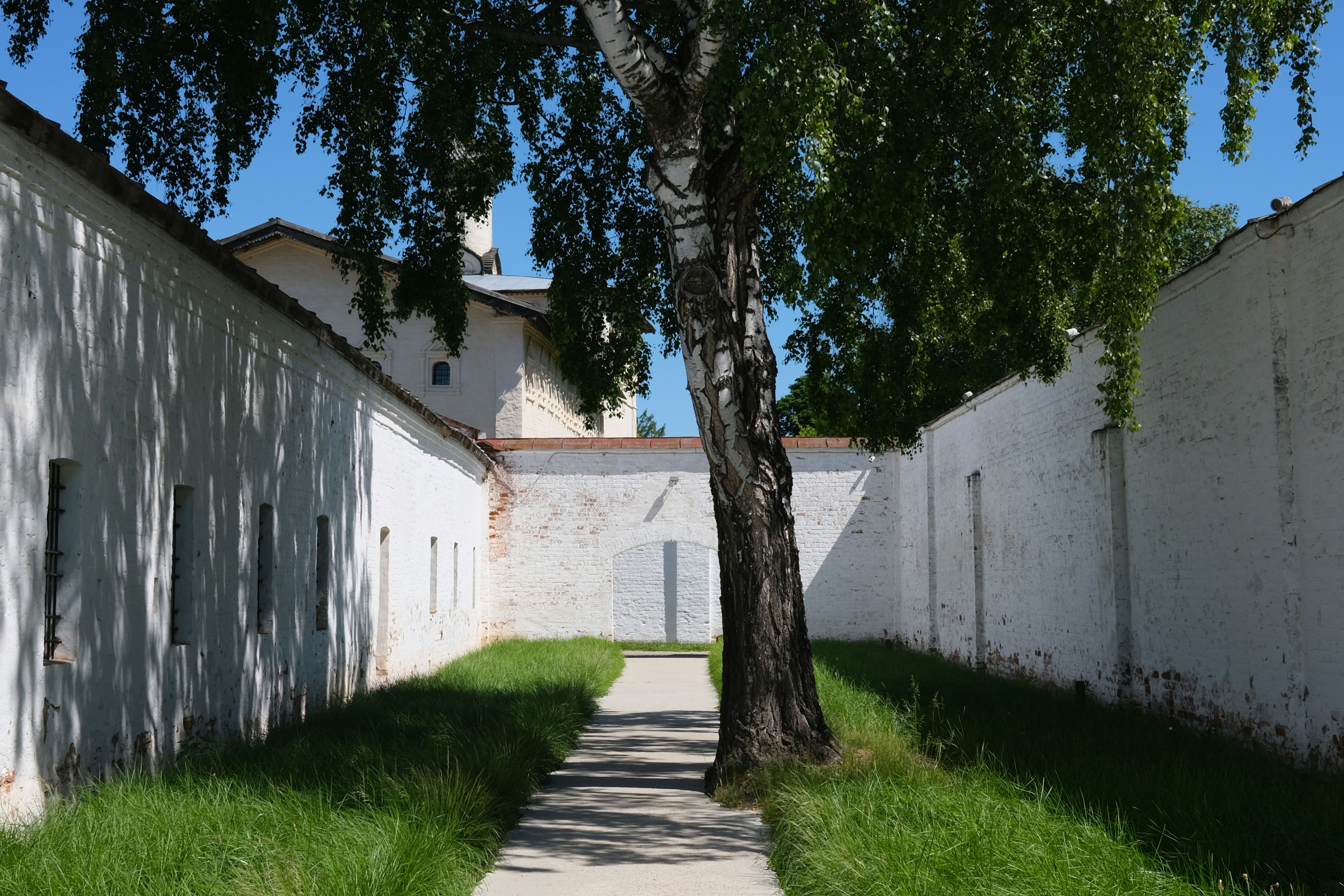 Tree-Centered Courtyard Corridor Between White Walls
