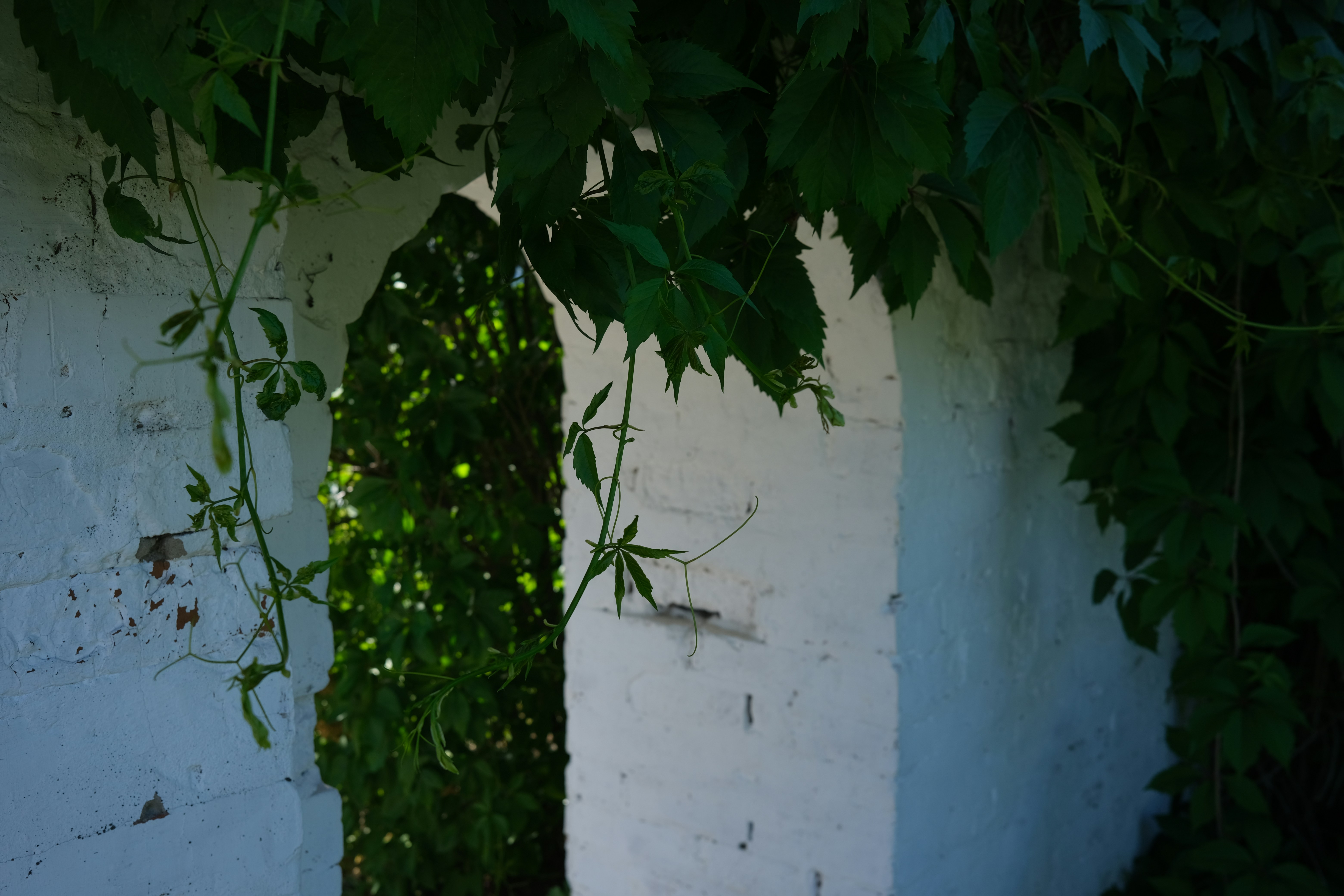 Overgrown Archway: Morning Light Through a White Brick Lane