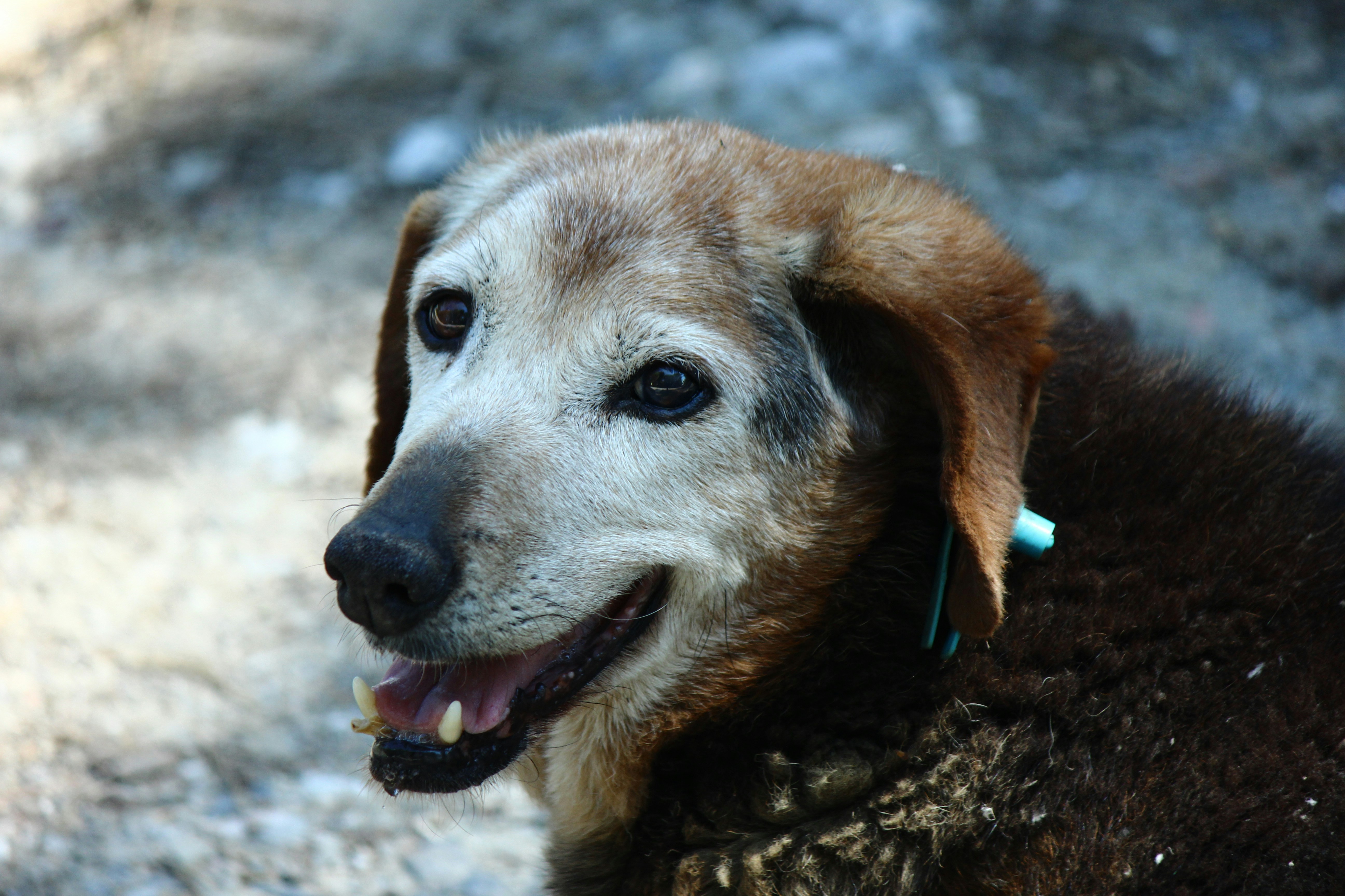 Patient Beagle Portrait: Warm Glance Under Sunlit Bark