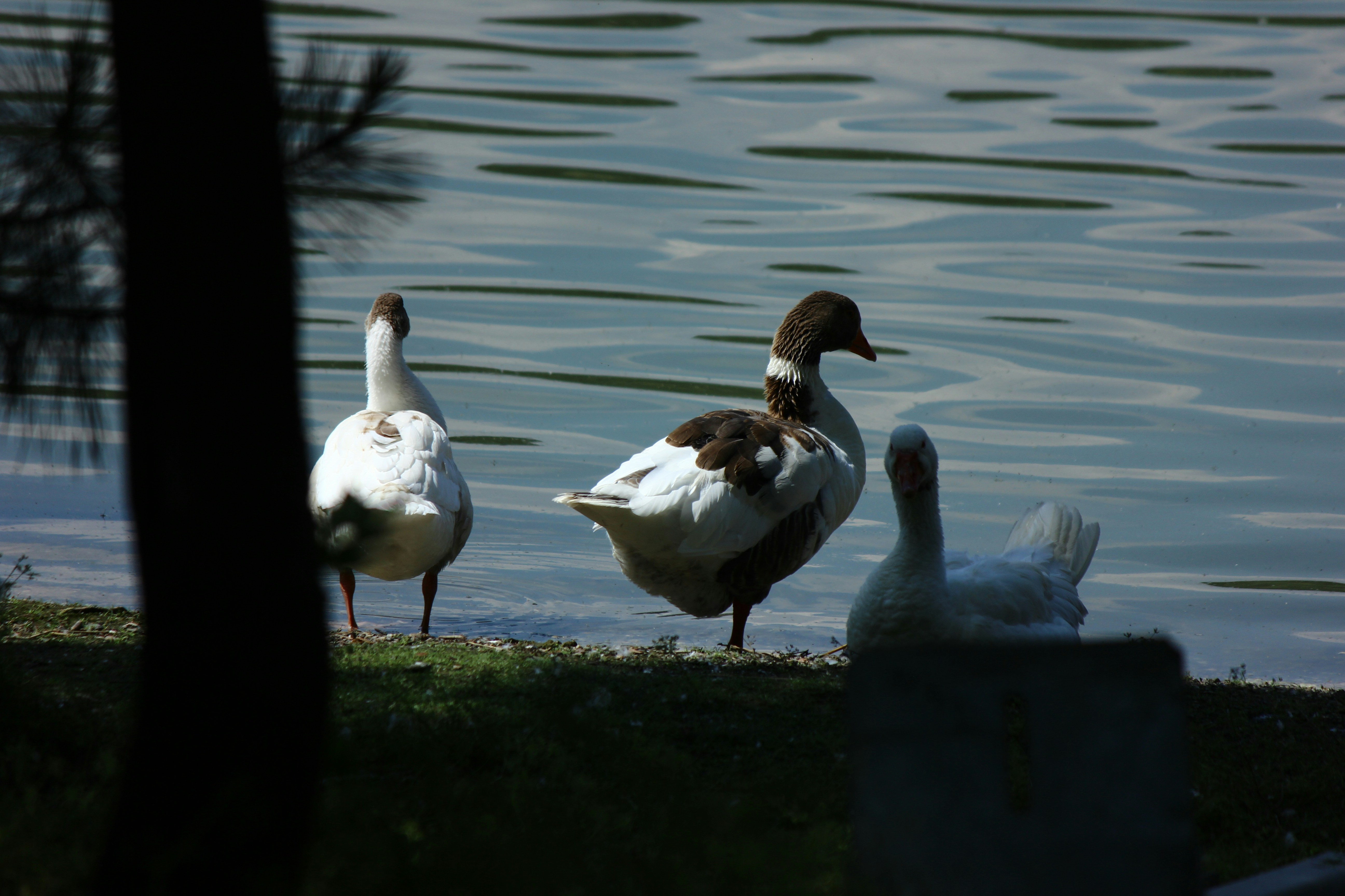 Three Geese at the Shore: Quiet Convergence by the Water