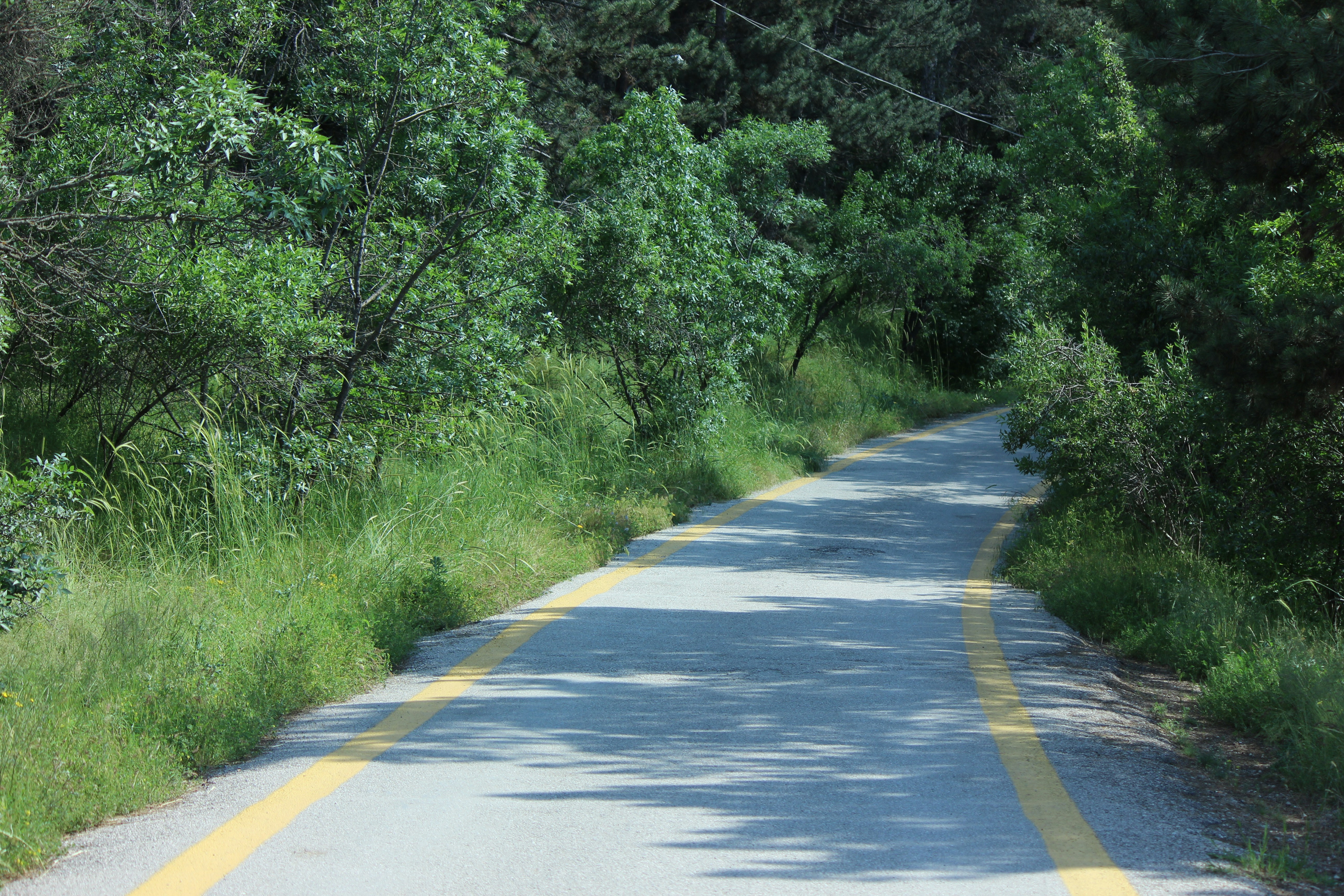 Sunlit Path: A Quiet Bicycle Route Winding Through Greenery