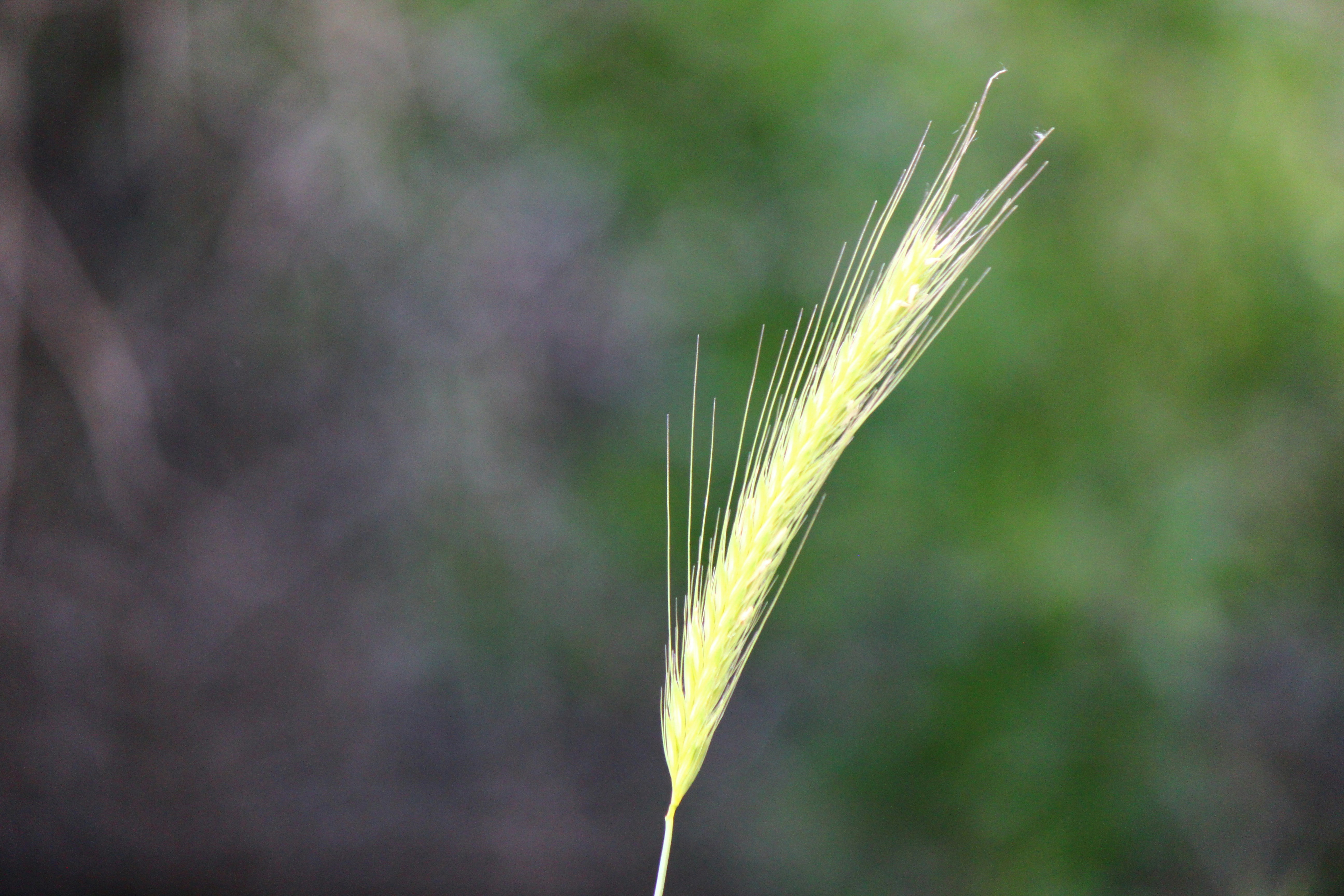 Delicate Gesture: A Single Grass Seed Head in Focus