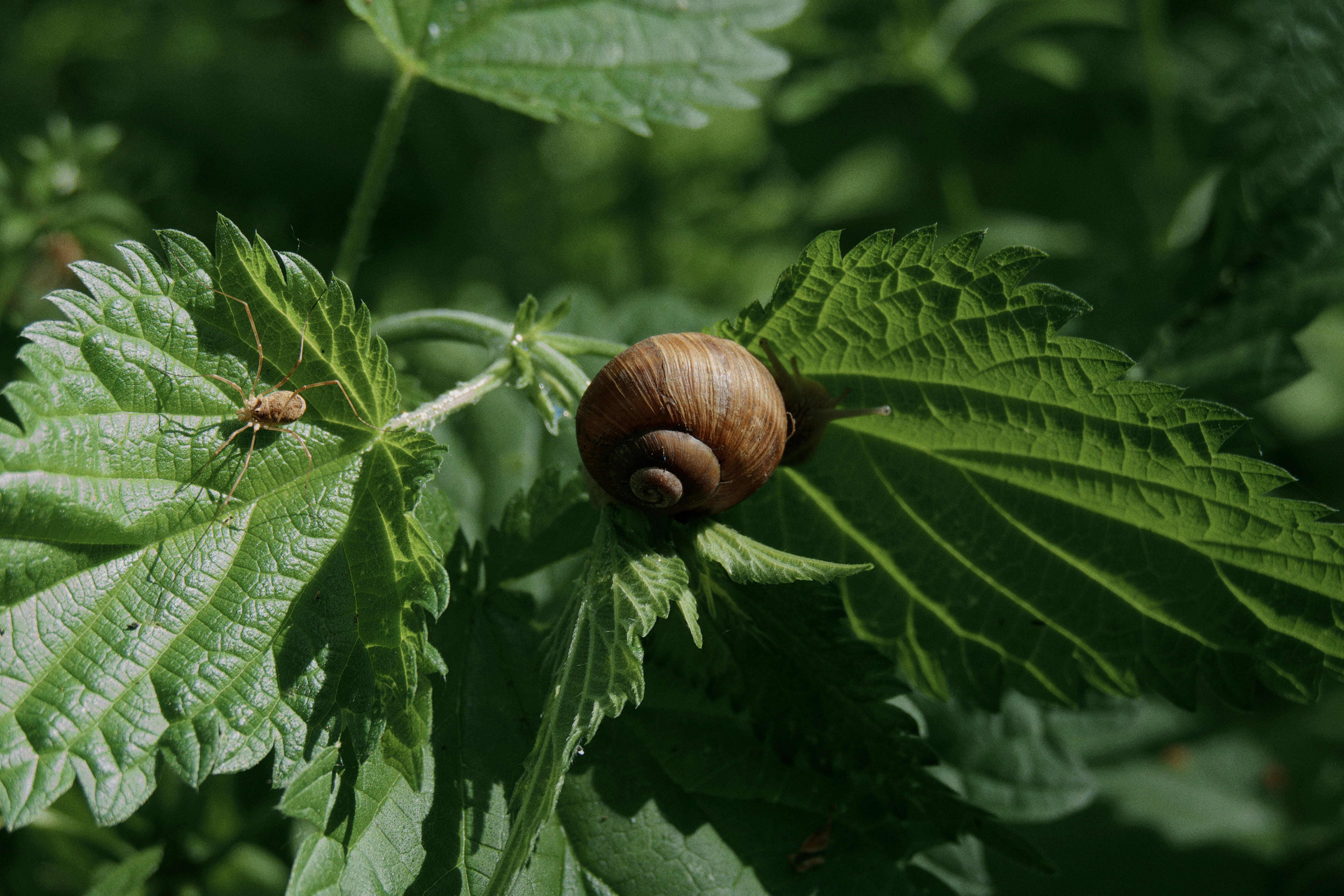 Coiled Navigator: A Snail Resting on a Venation Canvas