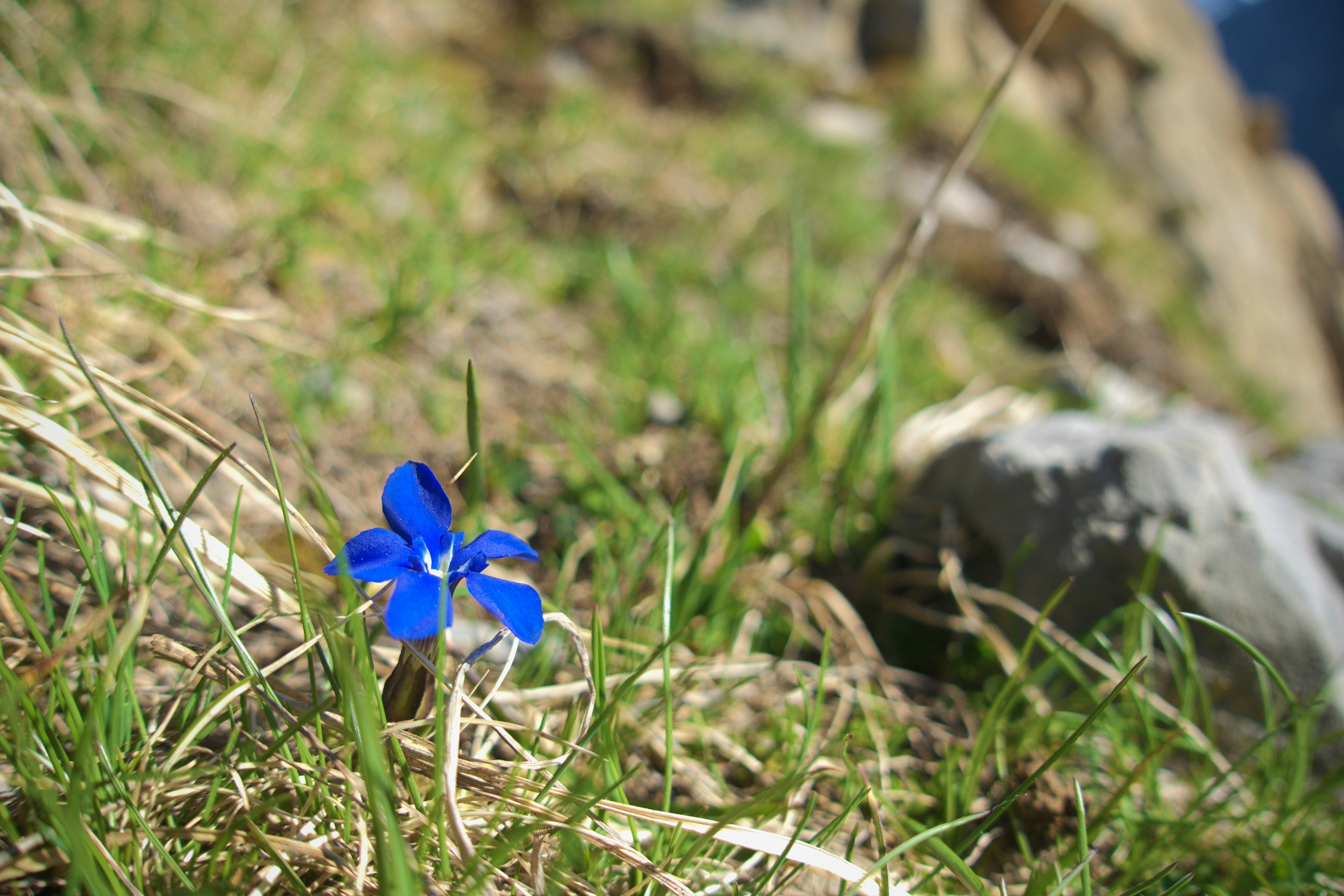 Blue Bloom in Alpine Grass: A Lone Flower Against Rough Terrain