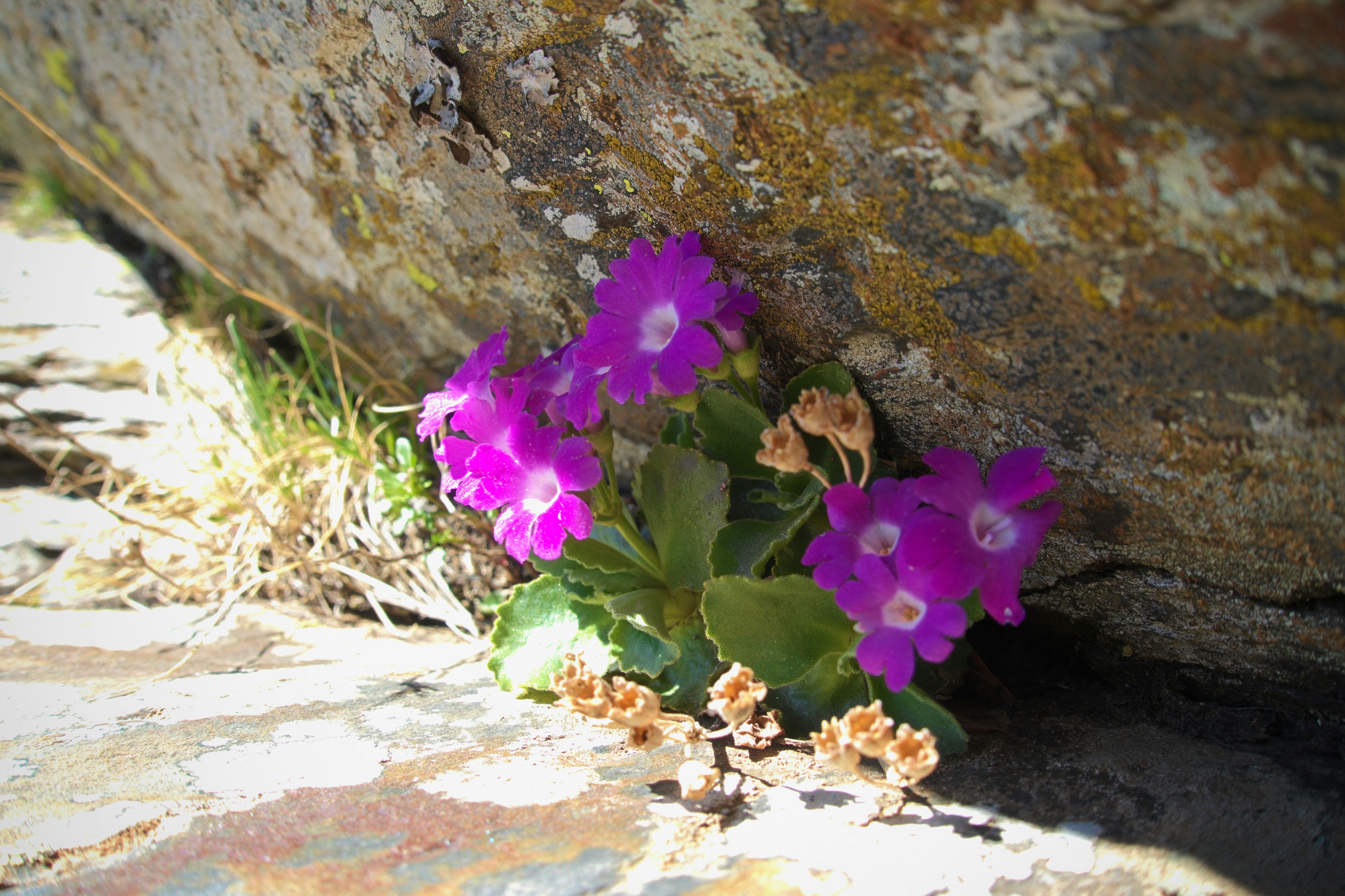 Purple blooms at the base of a sunlit stone wall