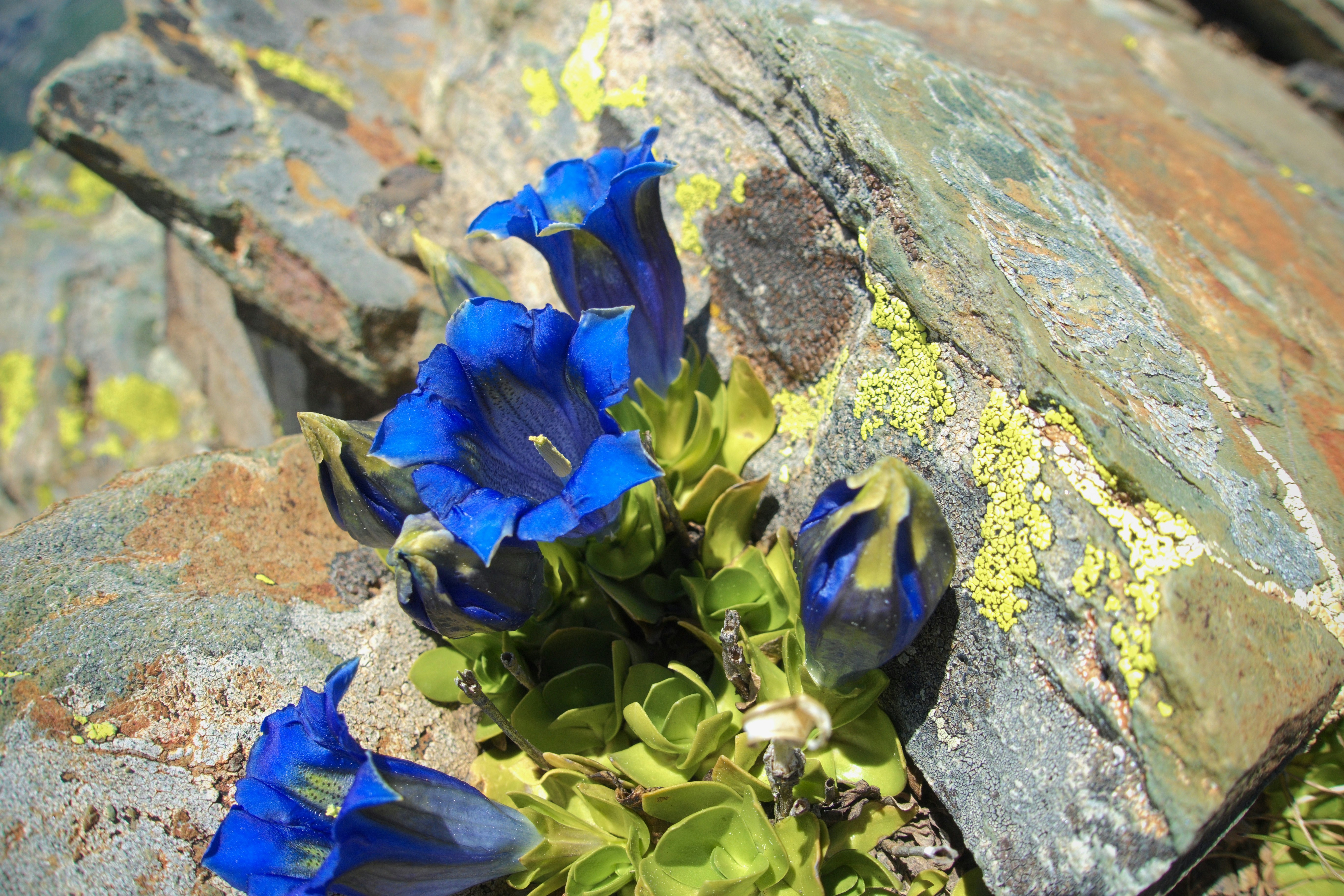 Azure blooms piercing through rugged rock