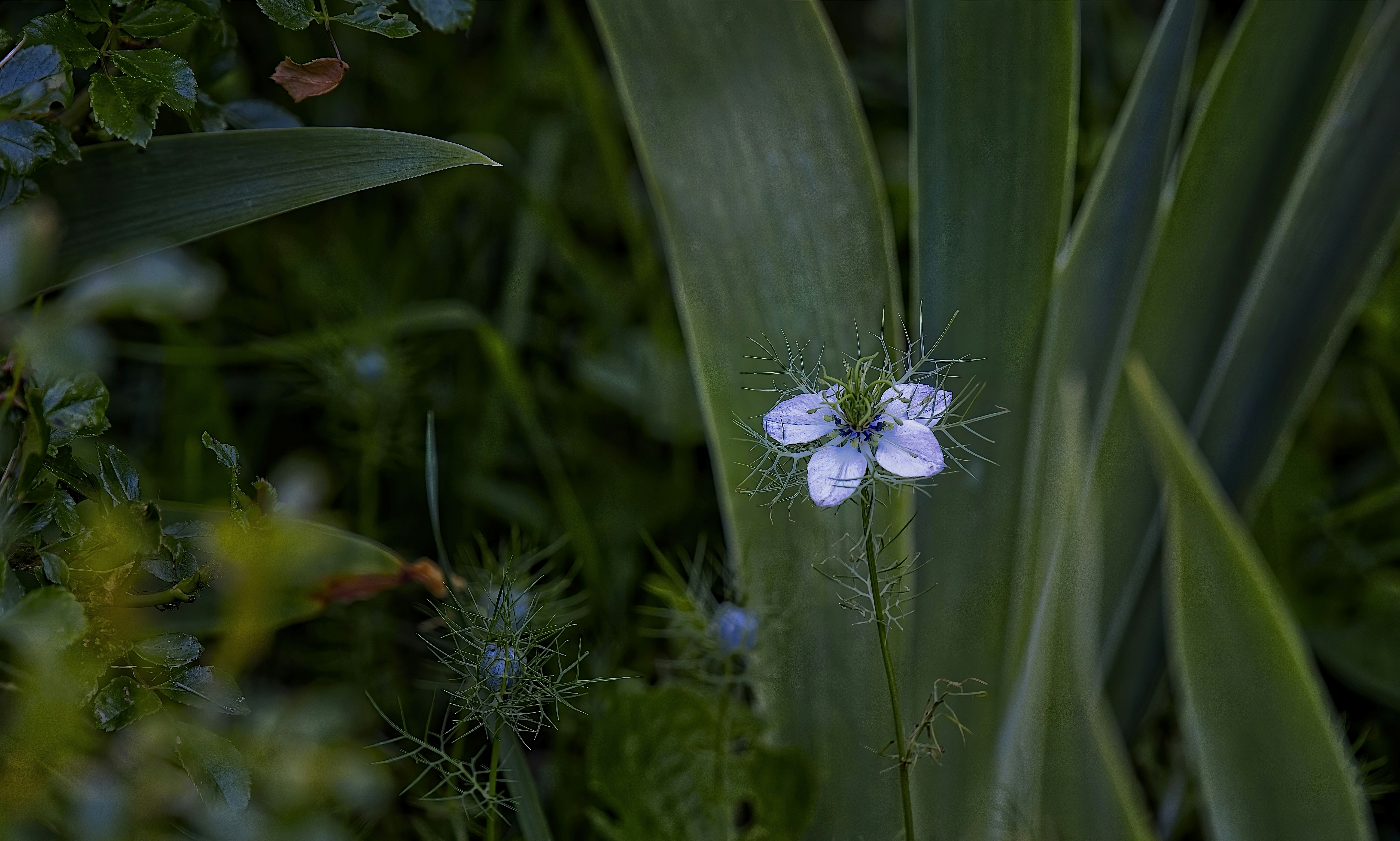 White-flowered thistle in a sea of green blades