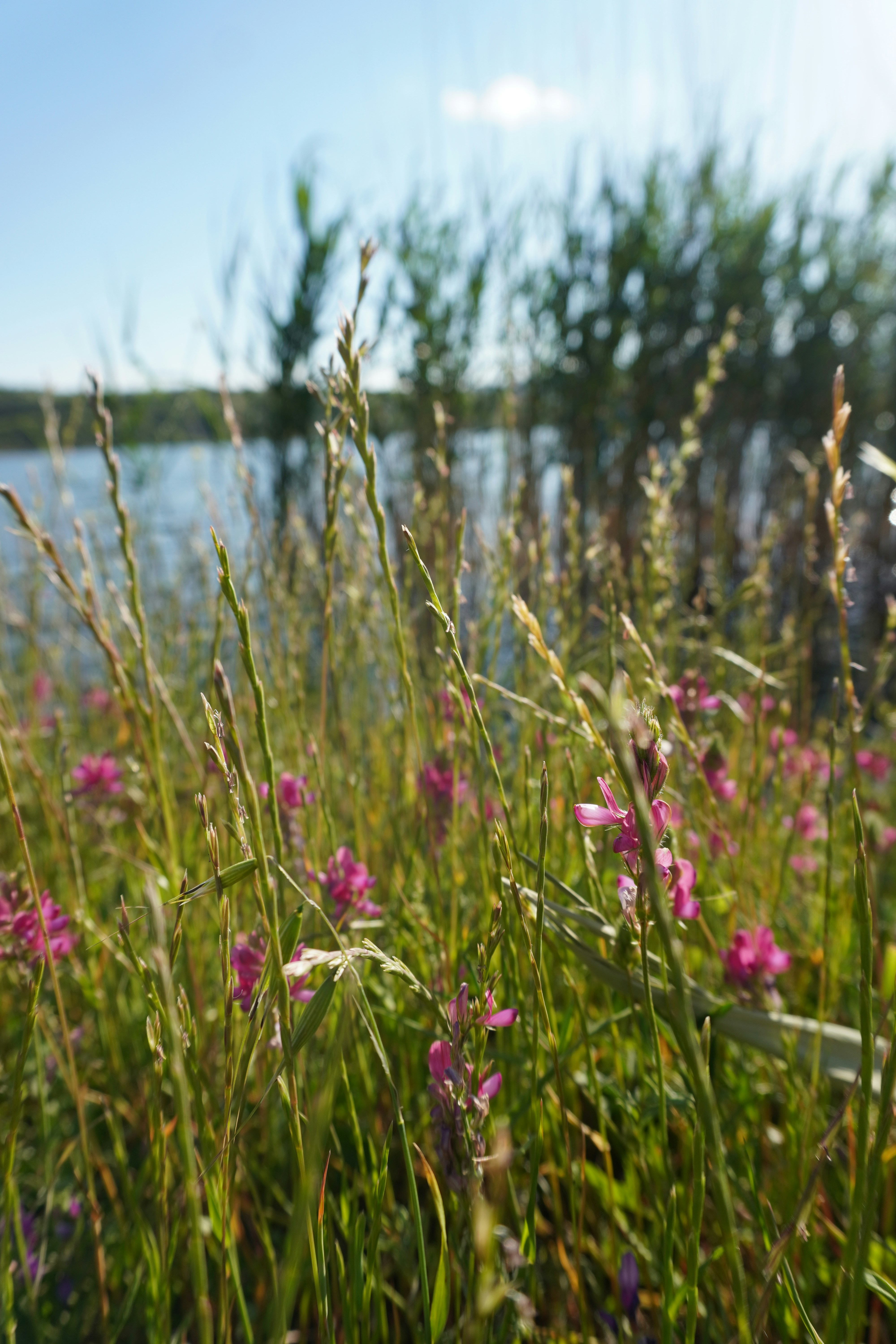 Field of Pink Blooms by the Waterfront