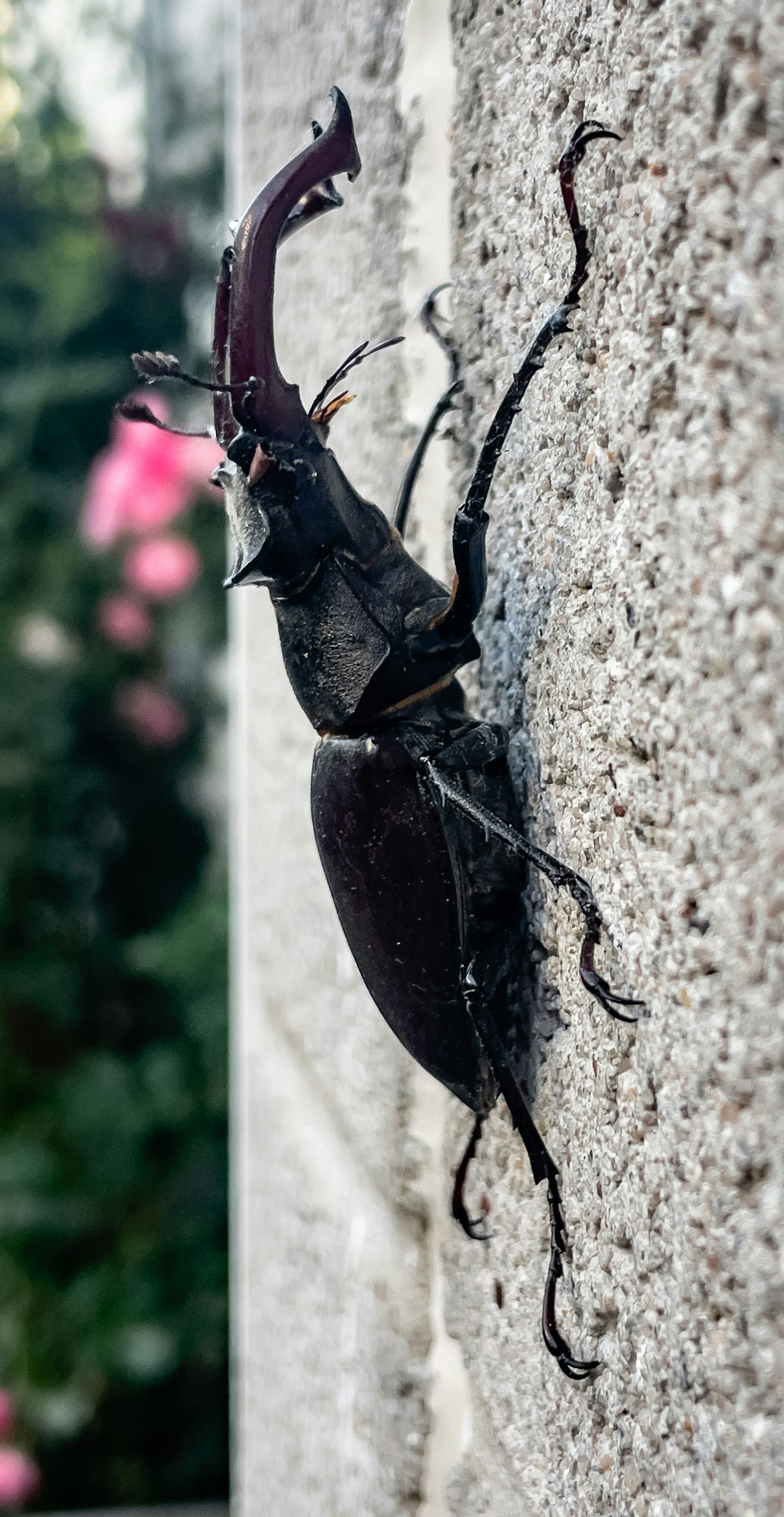 Majestic Beetle on a Concrete Wall: A Close-Up of a Sturdy Carapace