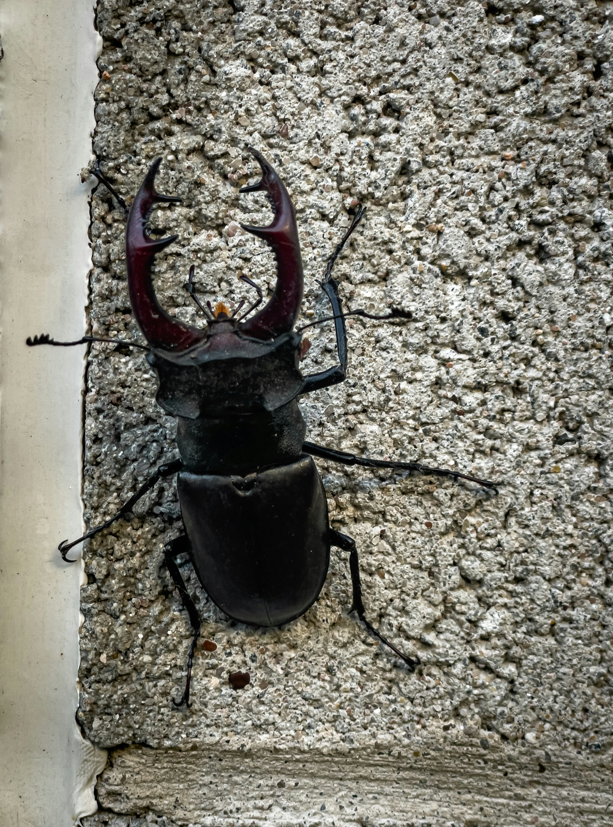 A large stag beetle rests on a textured concrete wall.