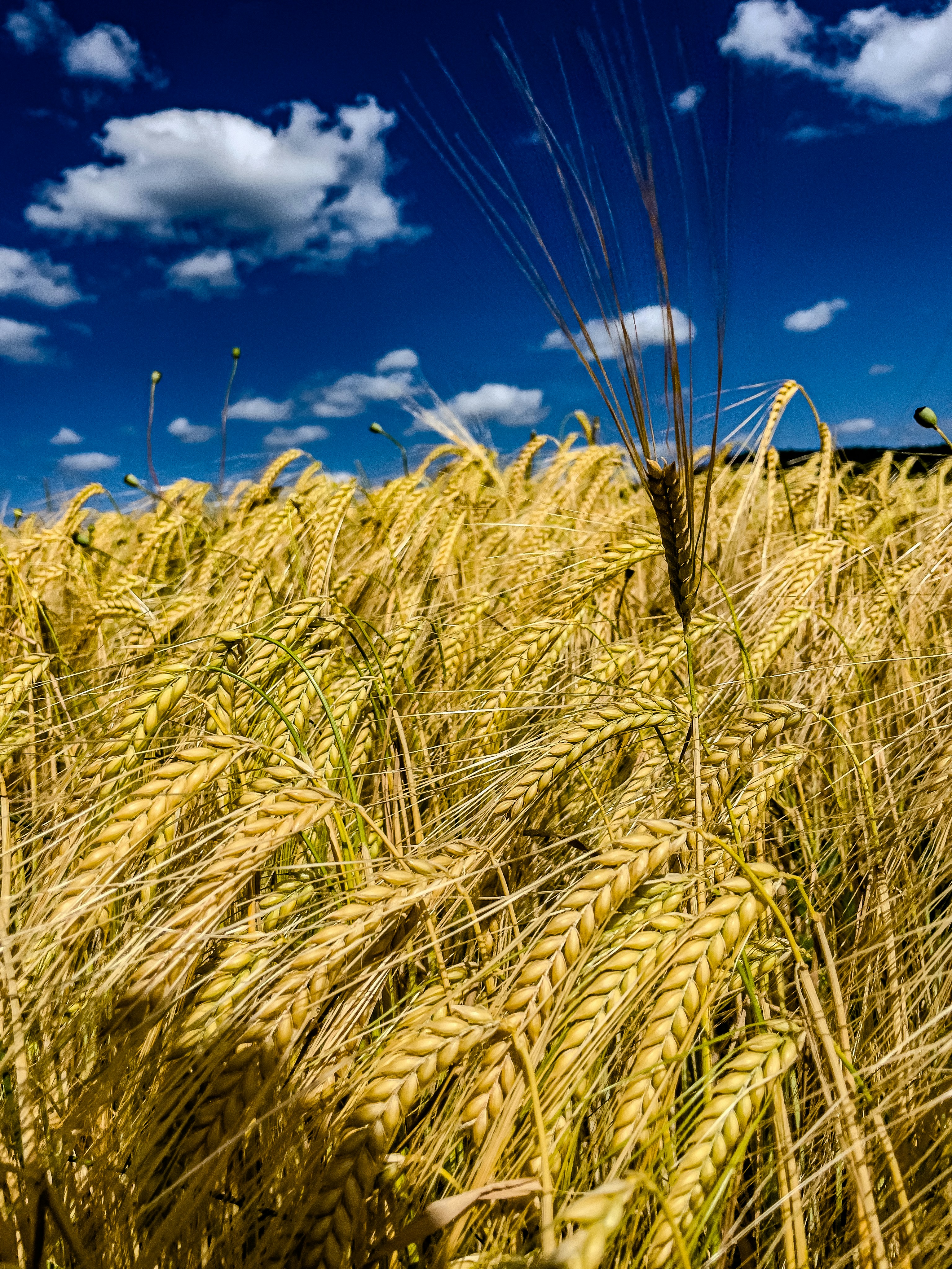 Golden Wave: Close-Up of Ripe Wheat Under a Bright Sky