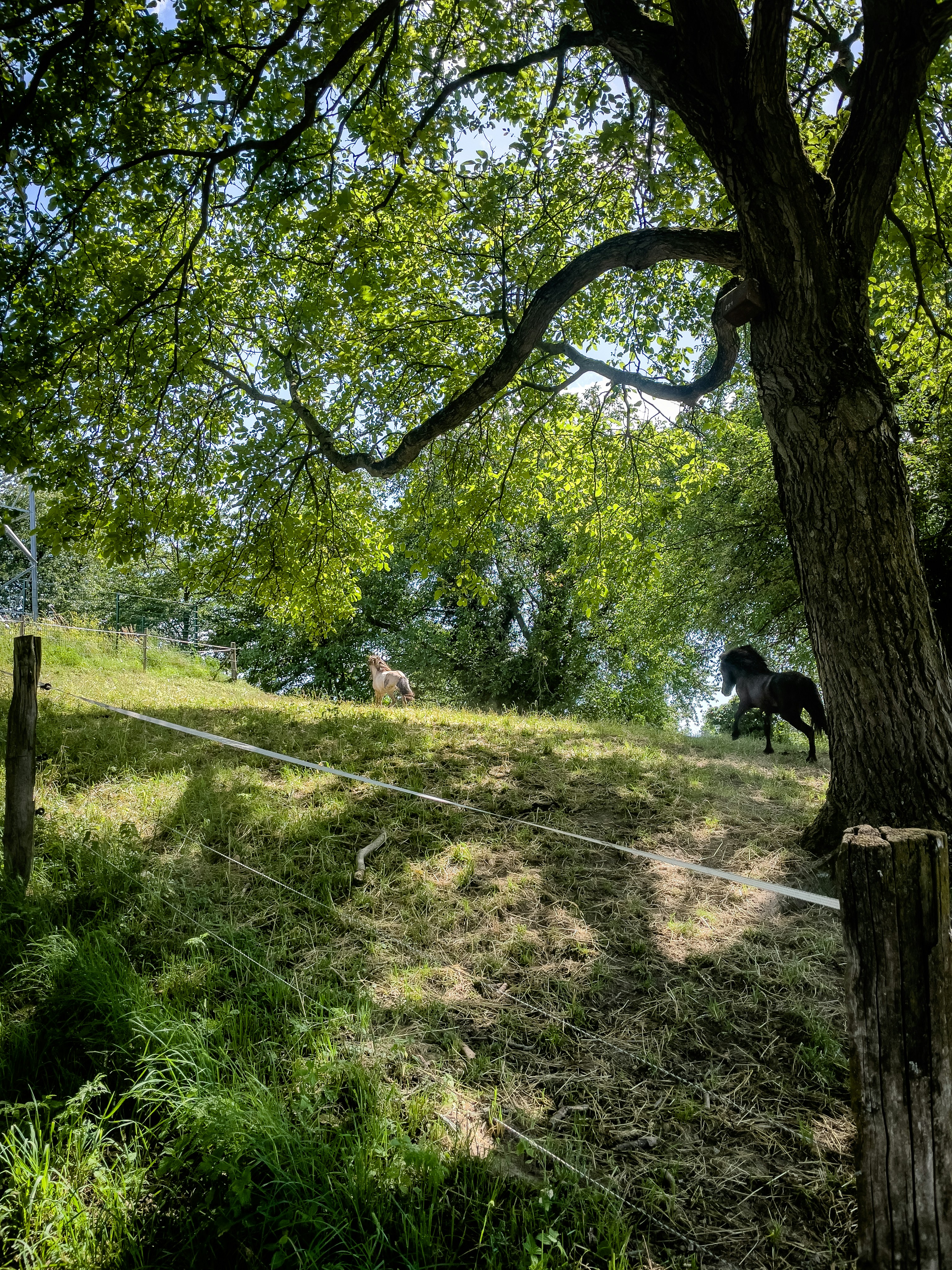 Dark horse and light animal on a sunny, grassy hillside.