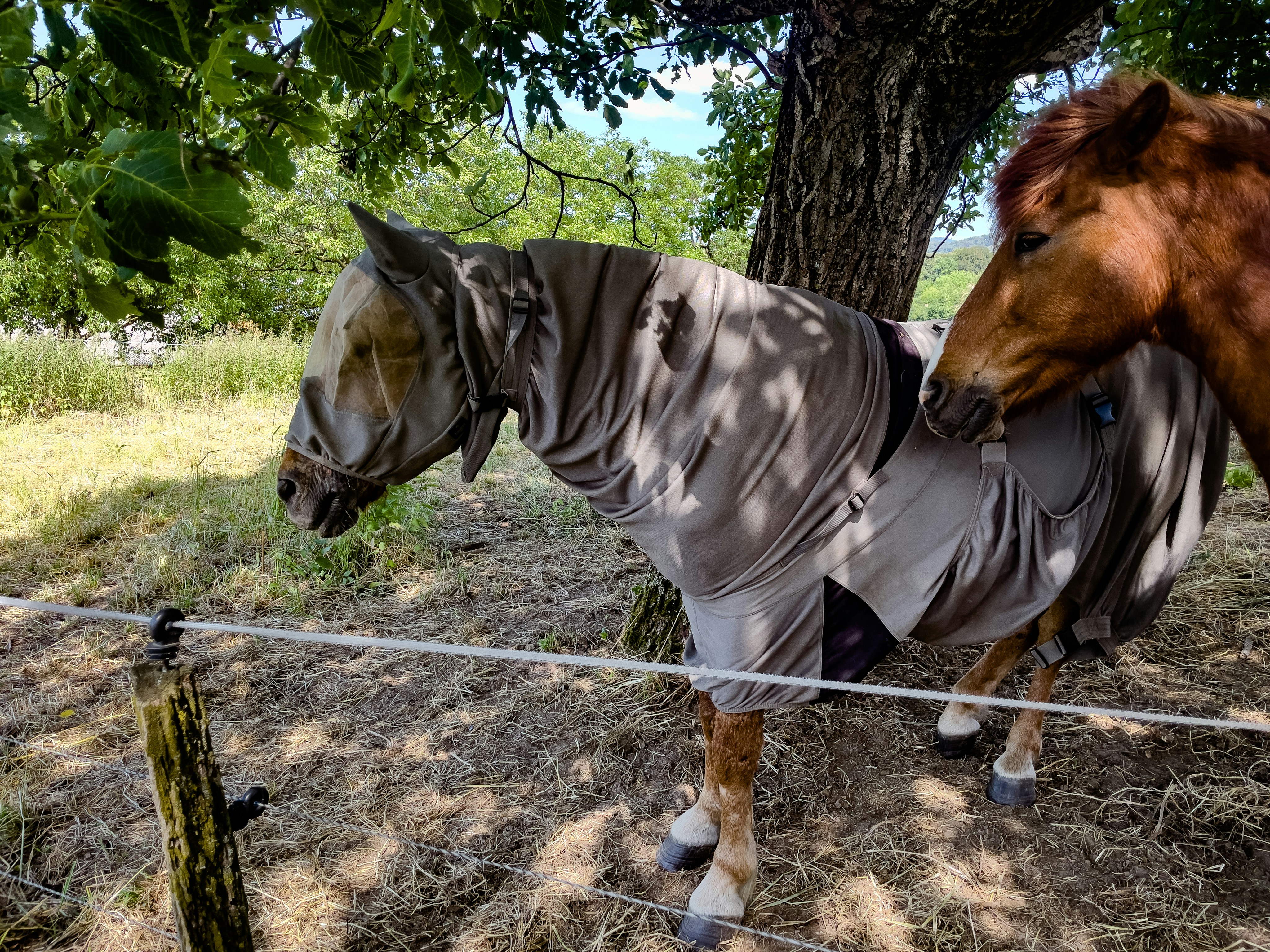 Shaded Standoff: A Pair of Horses Rest Under a Tree
