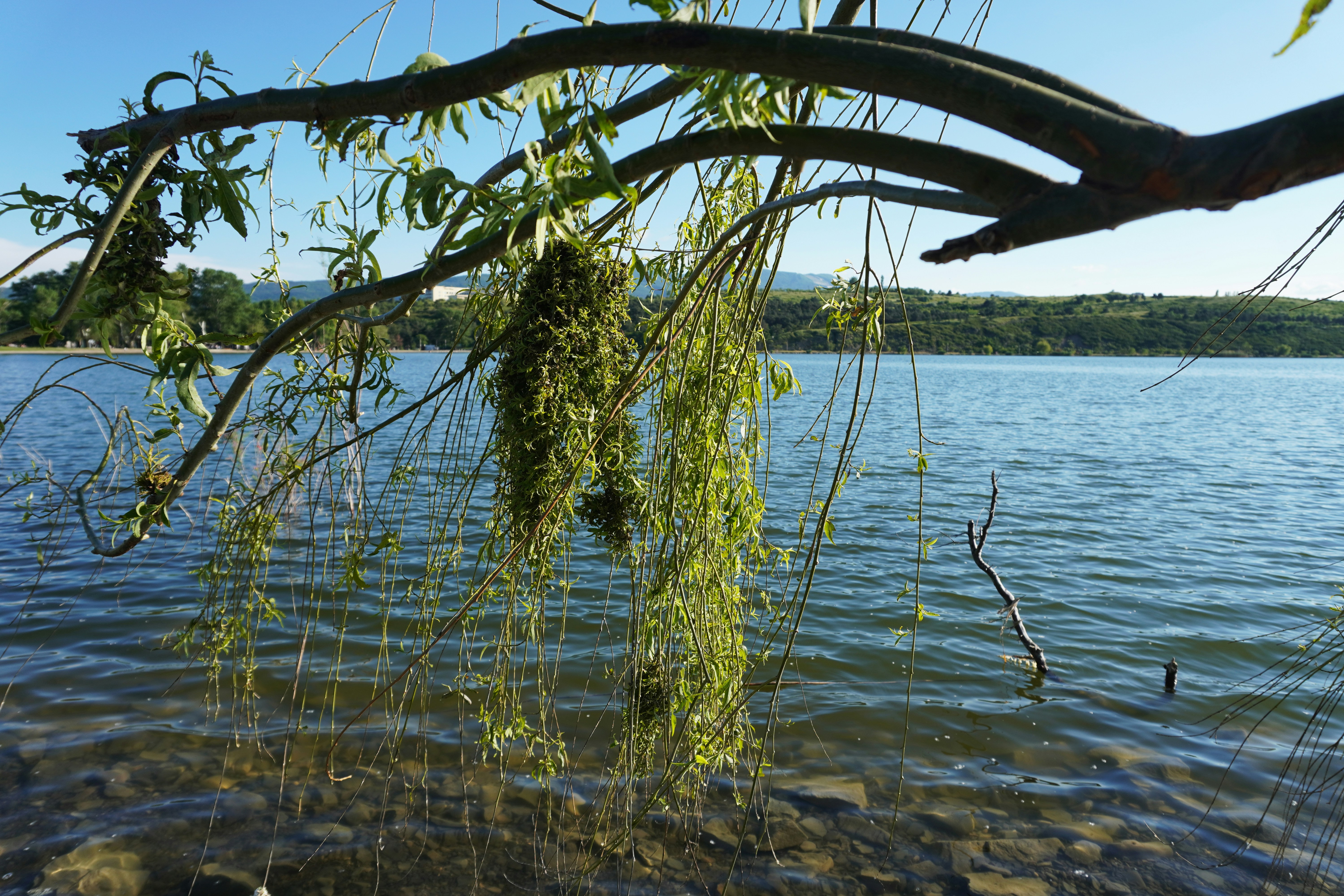 Weeping Willows Over a Quiet Lake