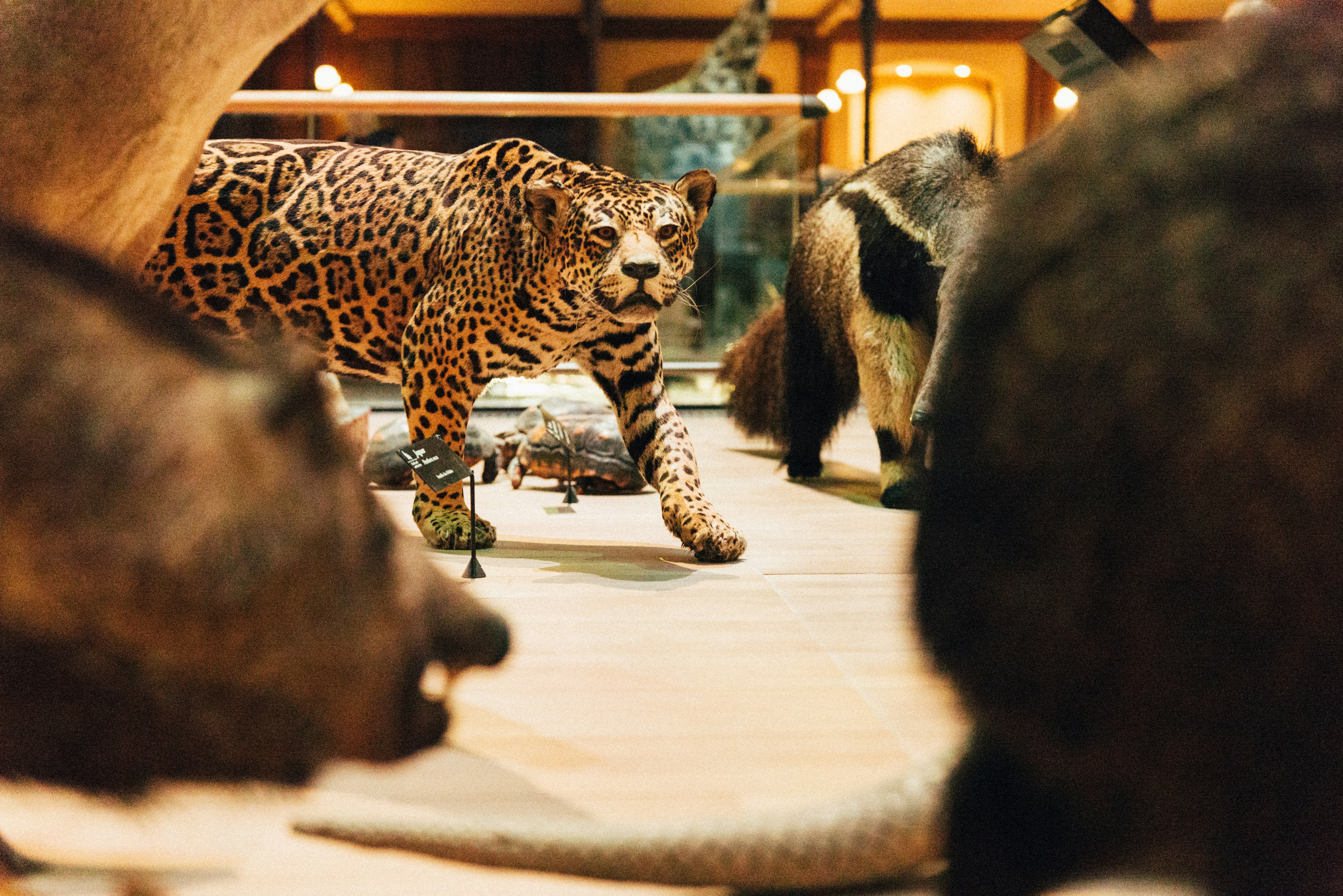 Leopard strides through a museum-like enclosure under warm exhibit lighting