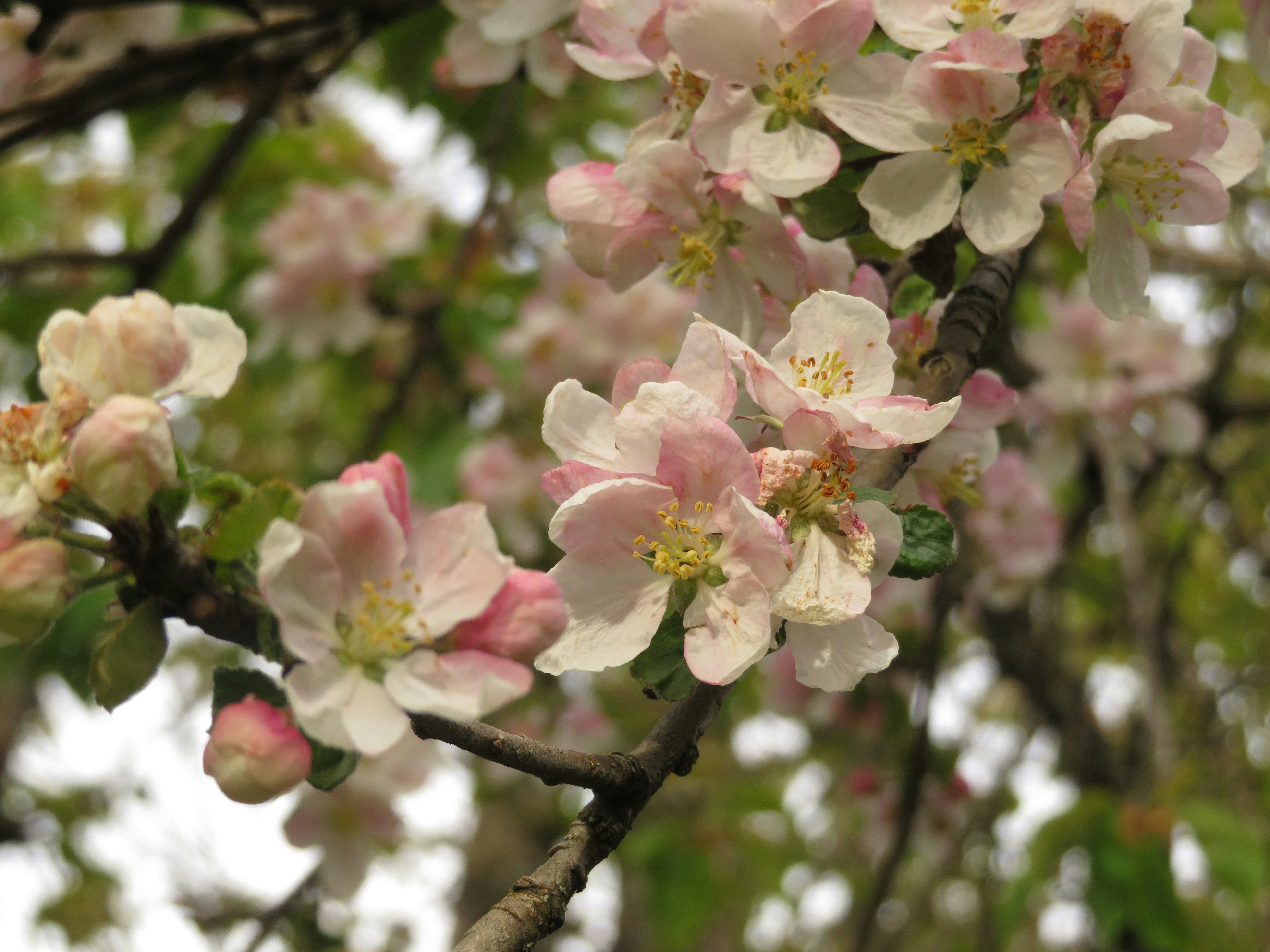 Blossoms in Soft Focus: A Spring Branch Awash in Pale Pink Petals