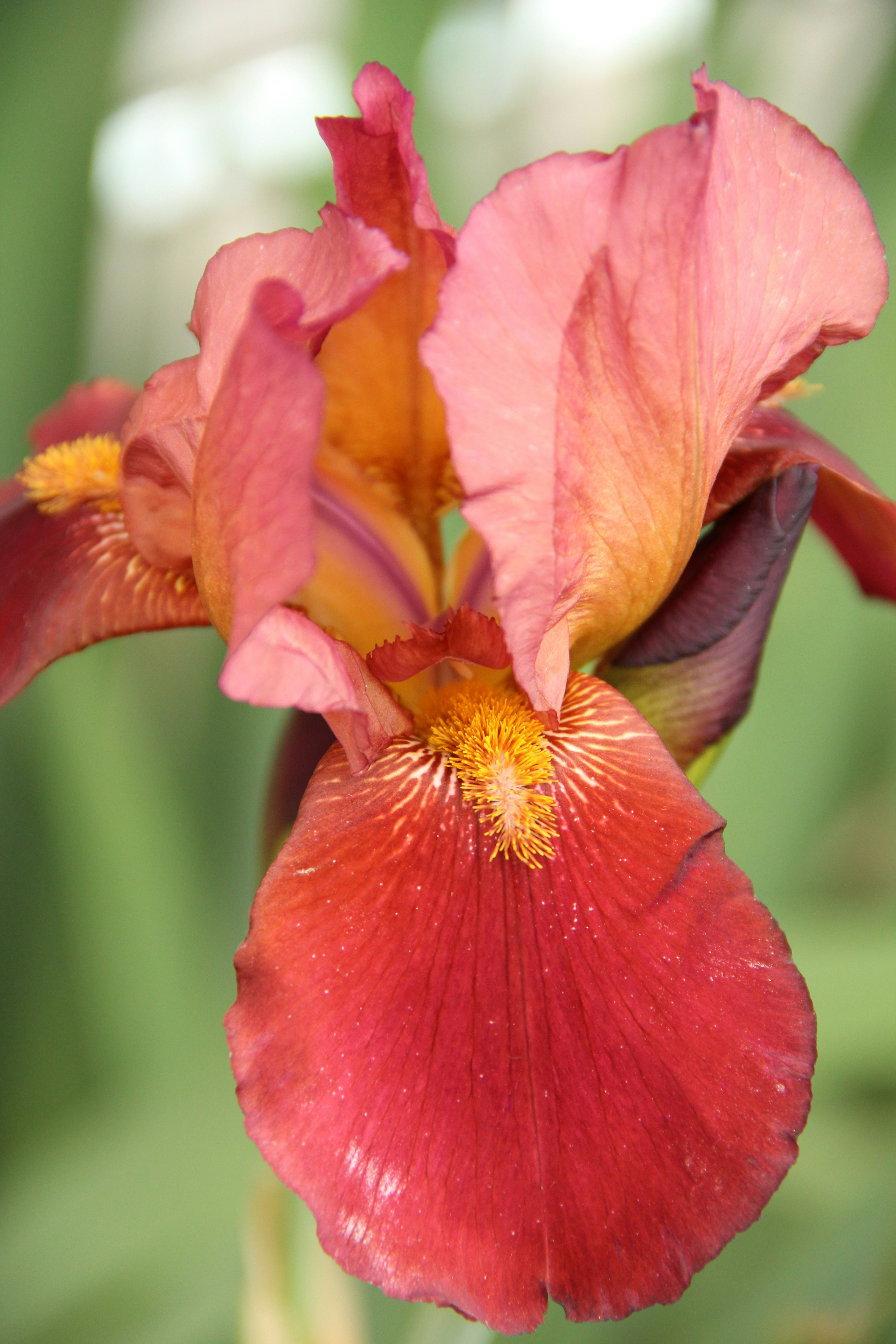 Crimson Iris Unfolds Its Velvet Petals