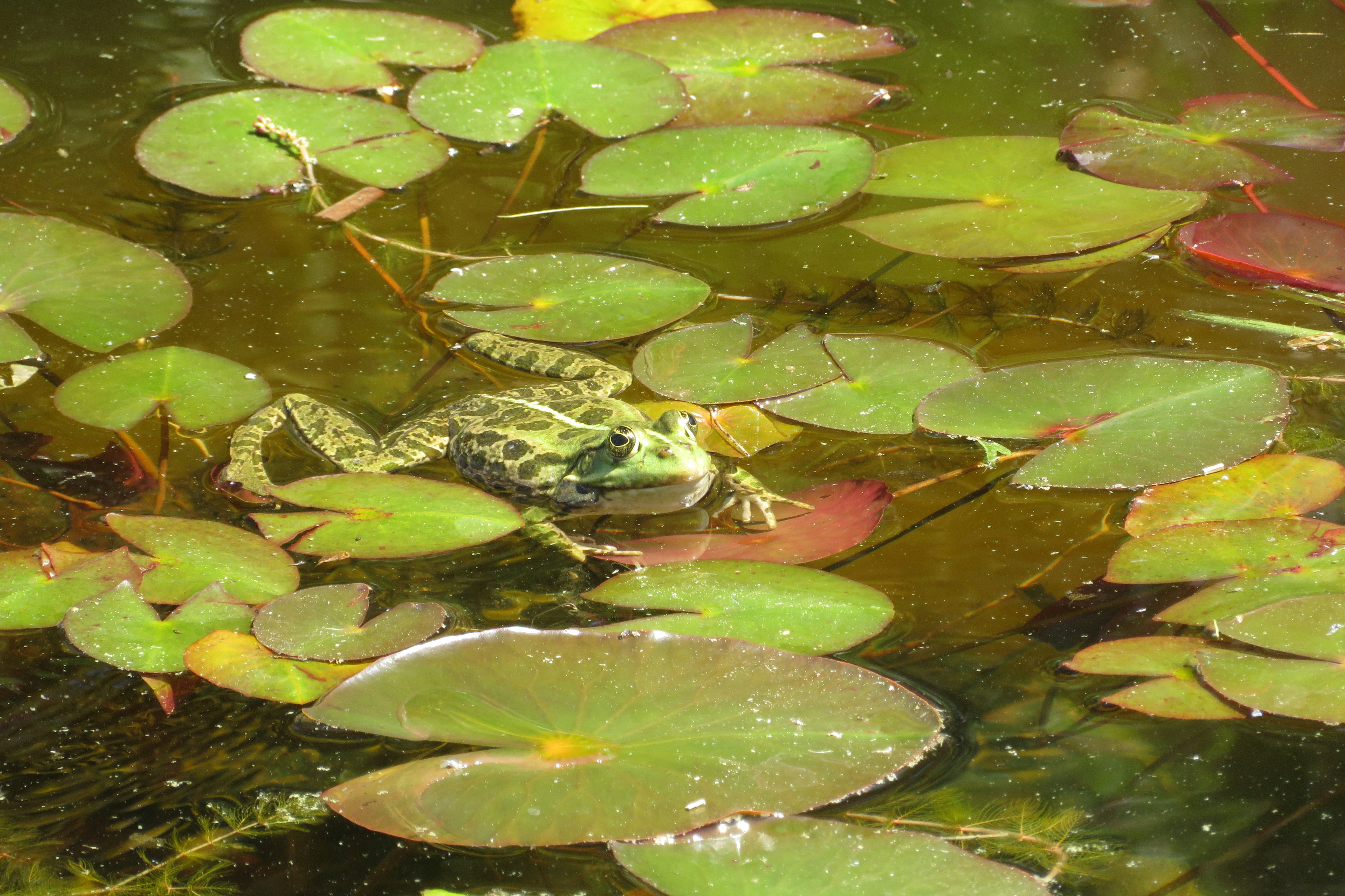 Hidden Predator Among Pond Doli: A Crocodilian Gaze