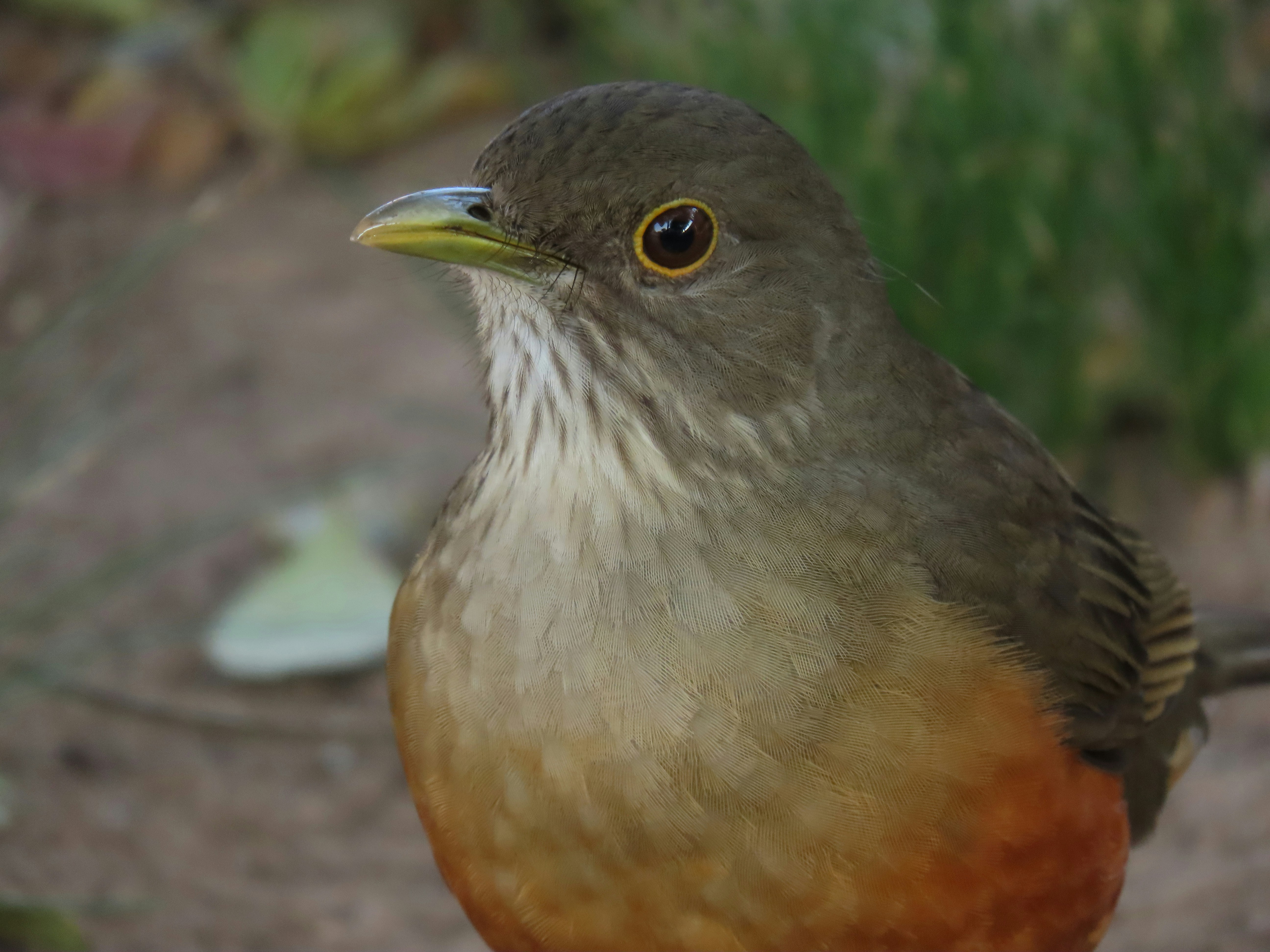 Orange-breasted Thrush Guarding a Quiet Moment