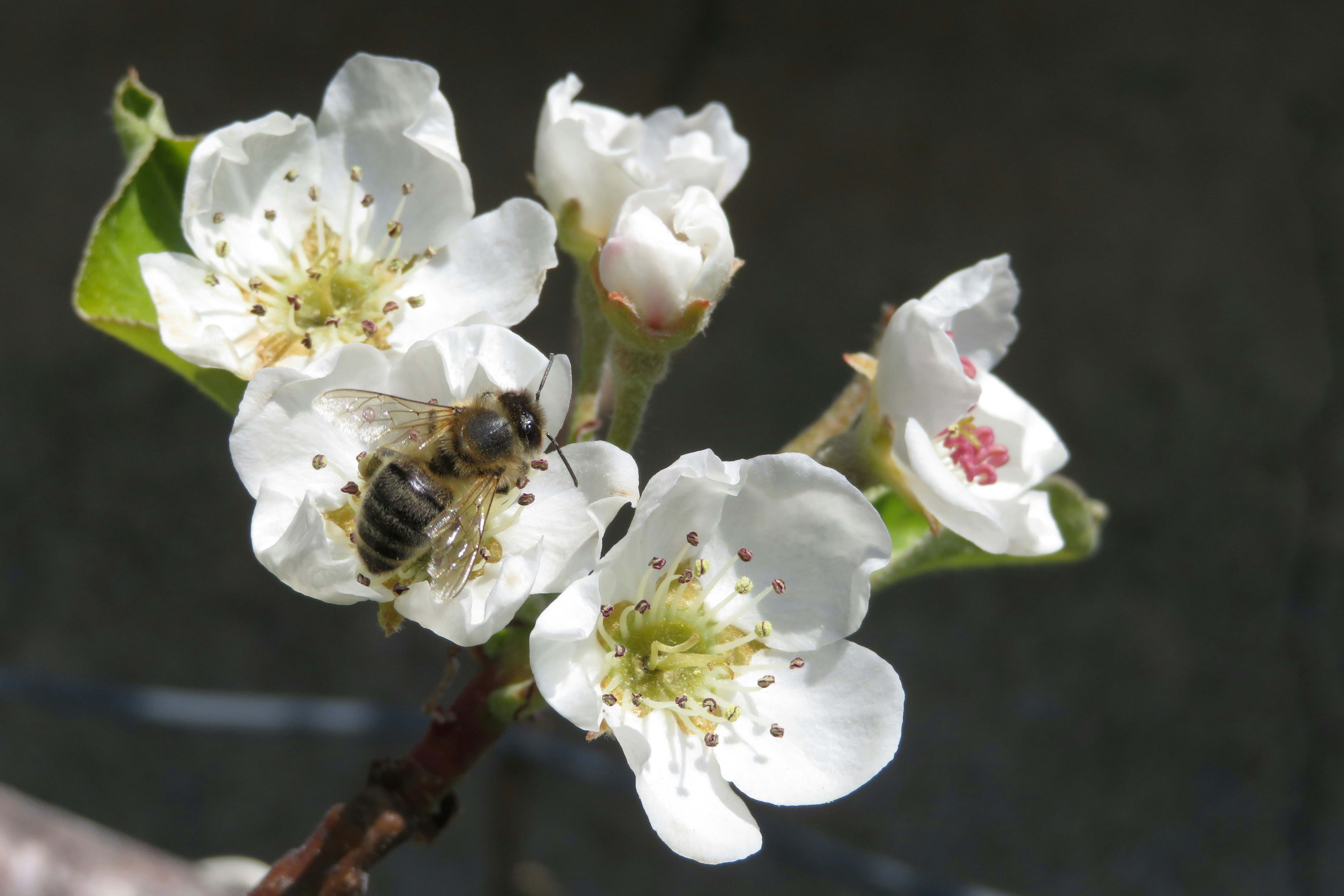 pear blossom, honey bee