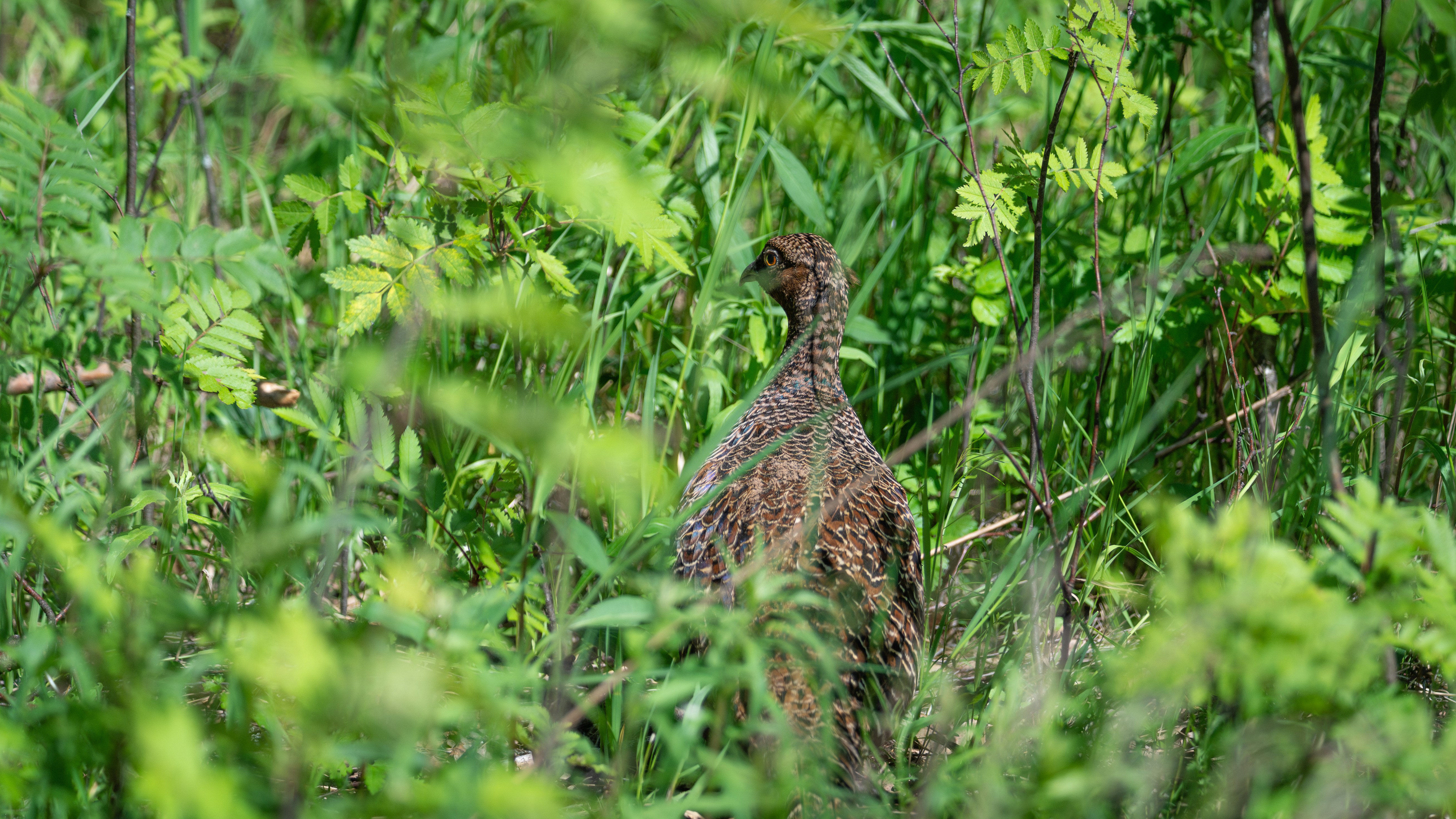 Hidden Heron: A Camouflaged Steppe Hen in Verdant Thicket