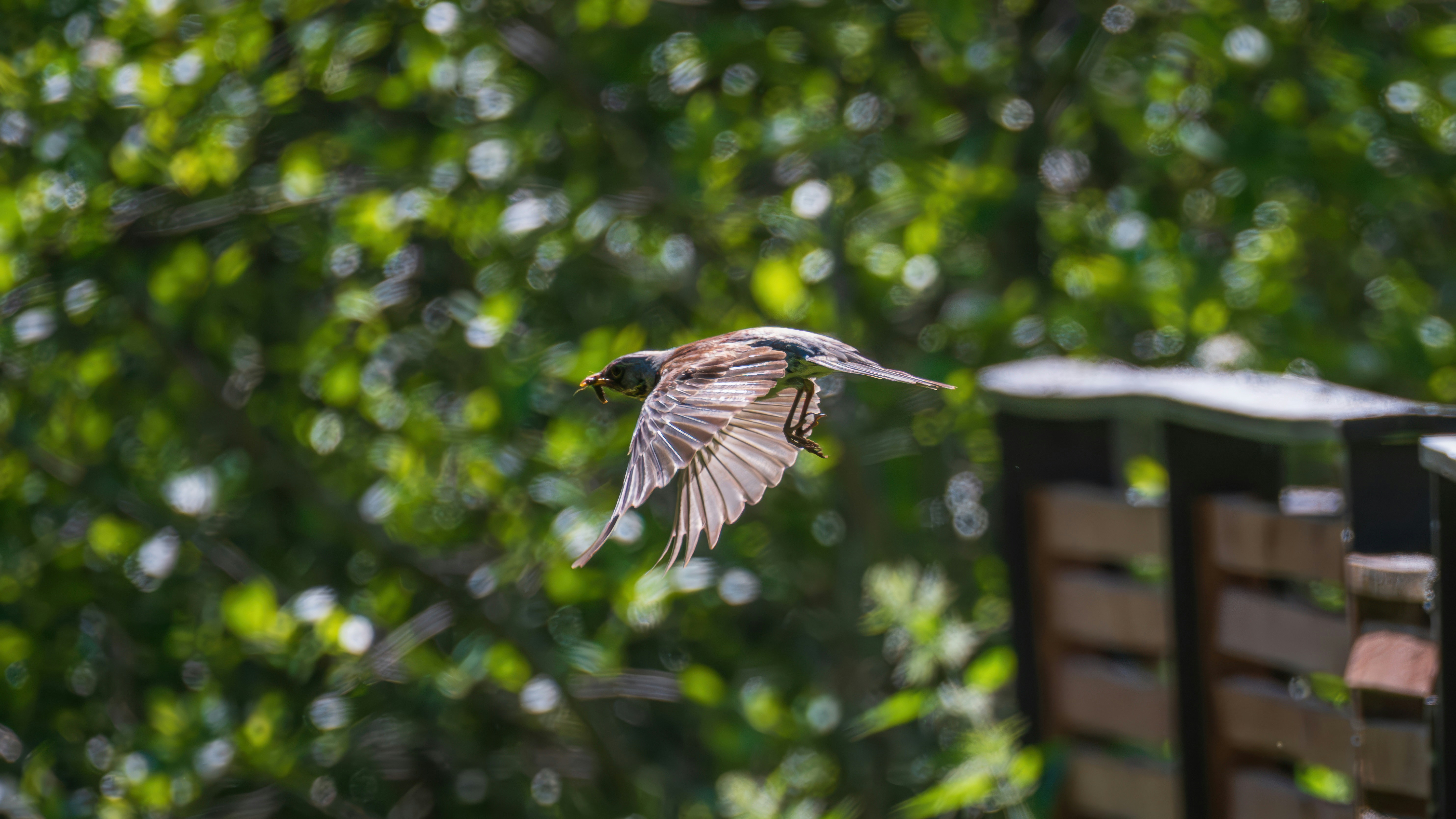 Midair Burst: A Sparrow in Quiet Flight