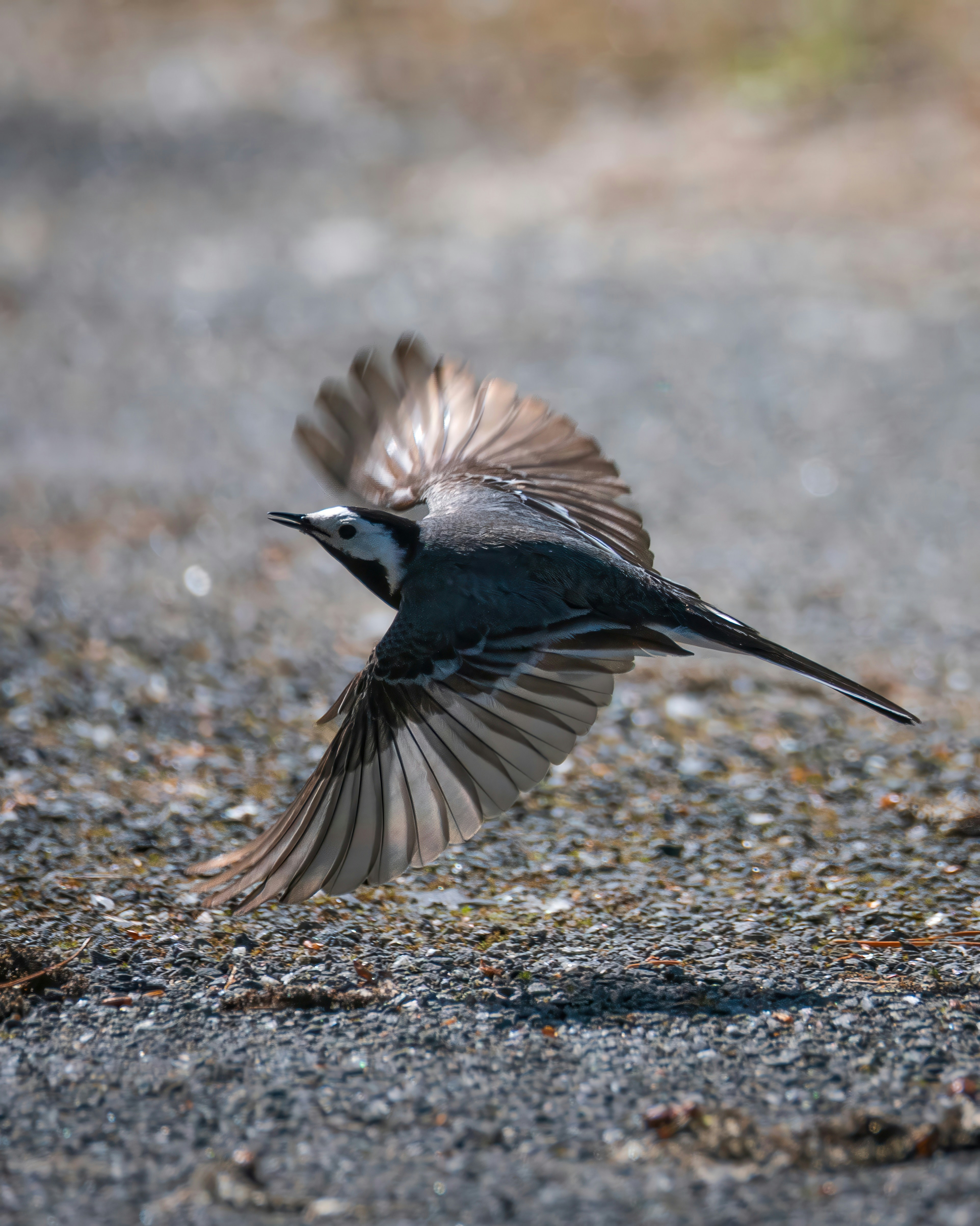Wingbeat in Motion: A White-throated Bird Skims Gravel