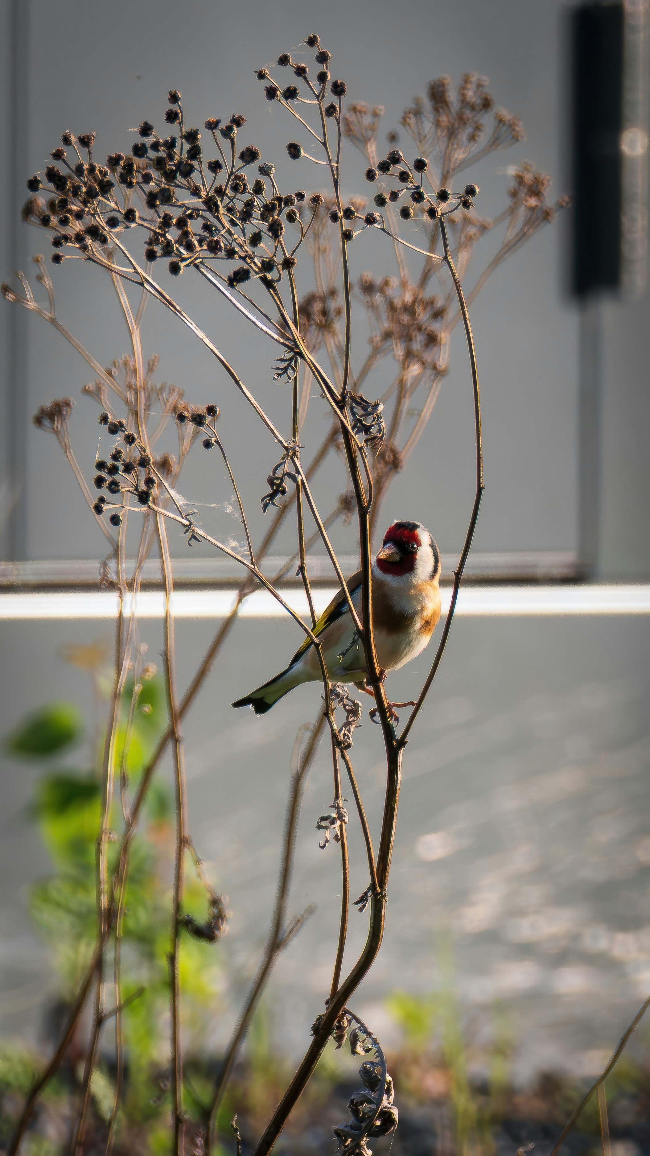 Tiny Red-capped Singer Clings to a Tall Stem