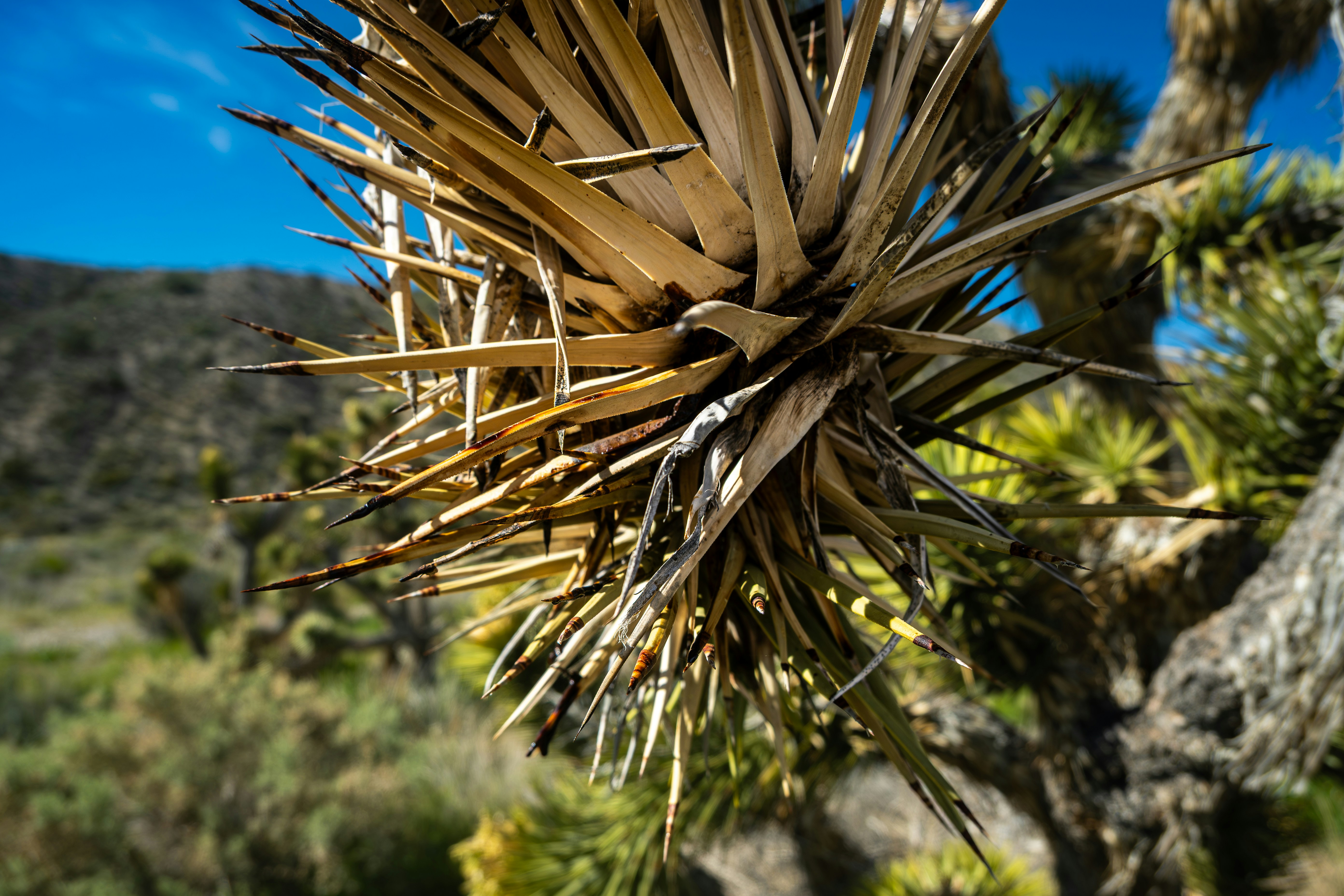 Desert Yew Spike: Close-Up of a Dried Yucca Burst