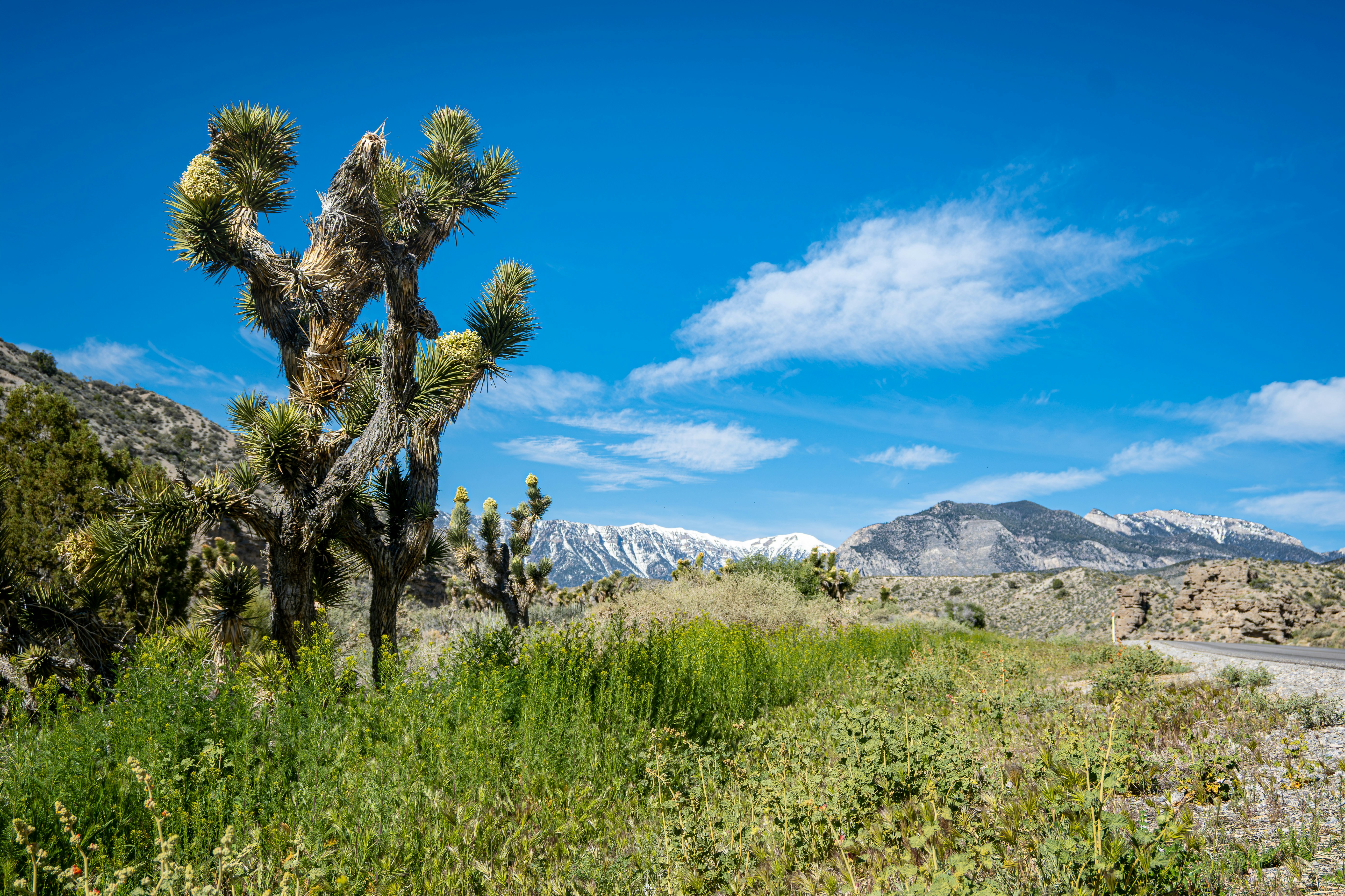 A joshua tree in a desert landscape with snowy mountains.