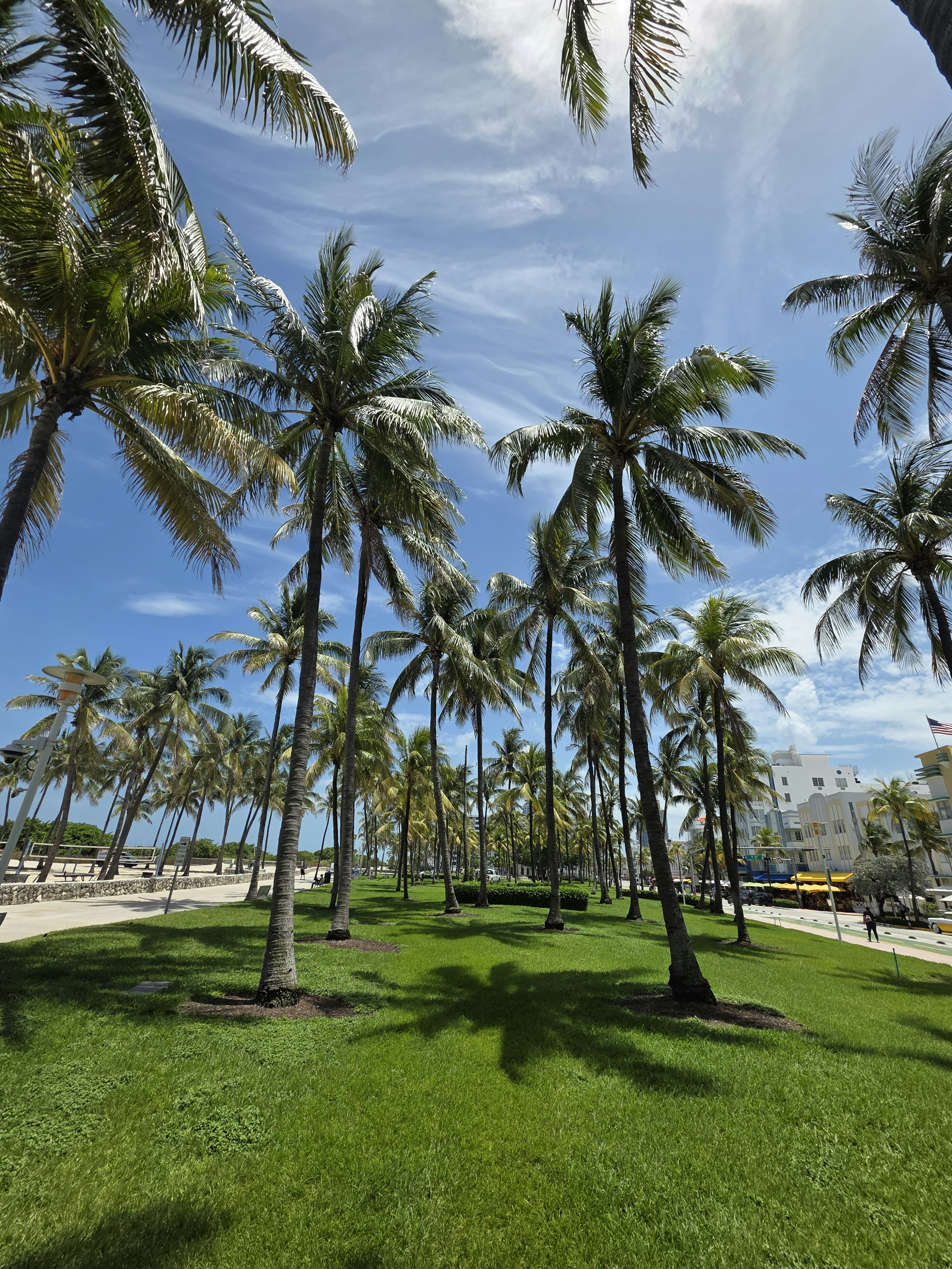Scenic view of tropical palm trees under a bright blue sky in a coastal urban park.